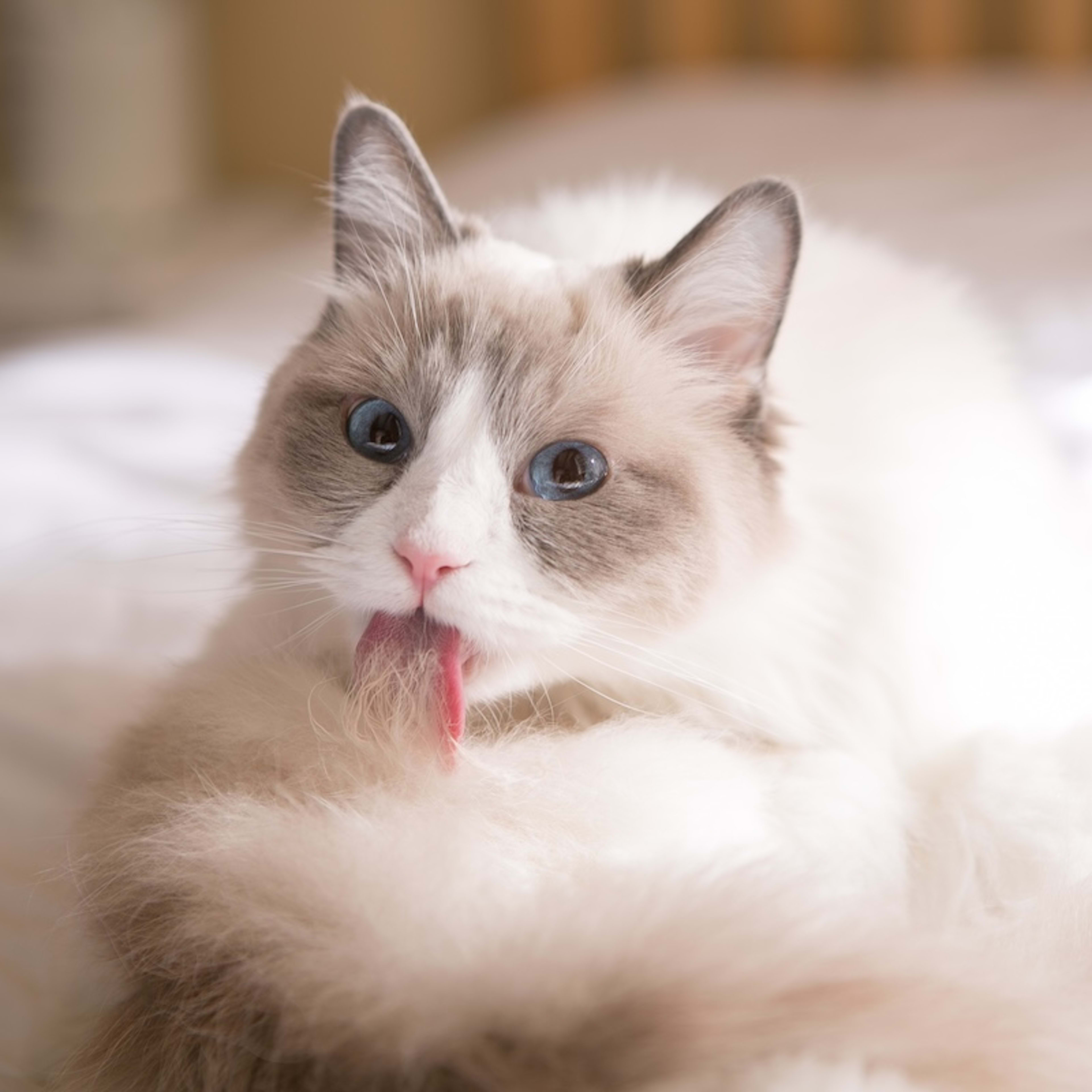 Golden Retriever Is So Happy To Pick up His Mom From the Airport and We ...