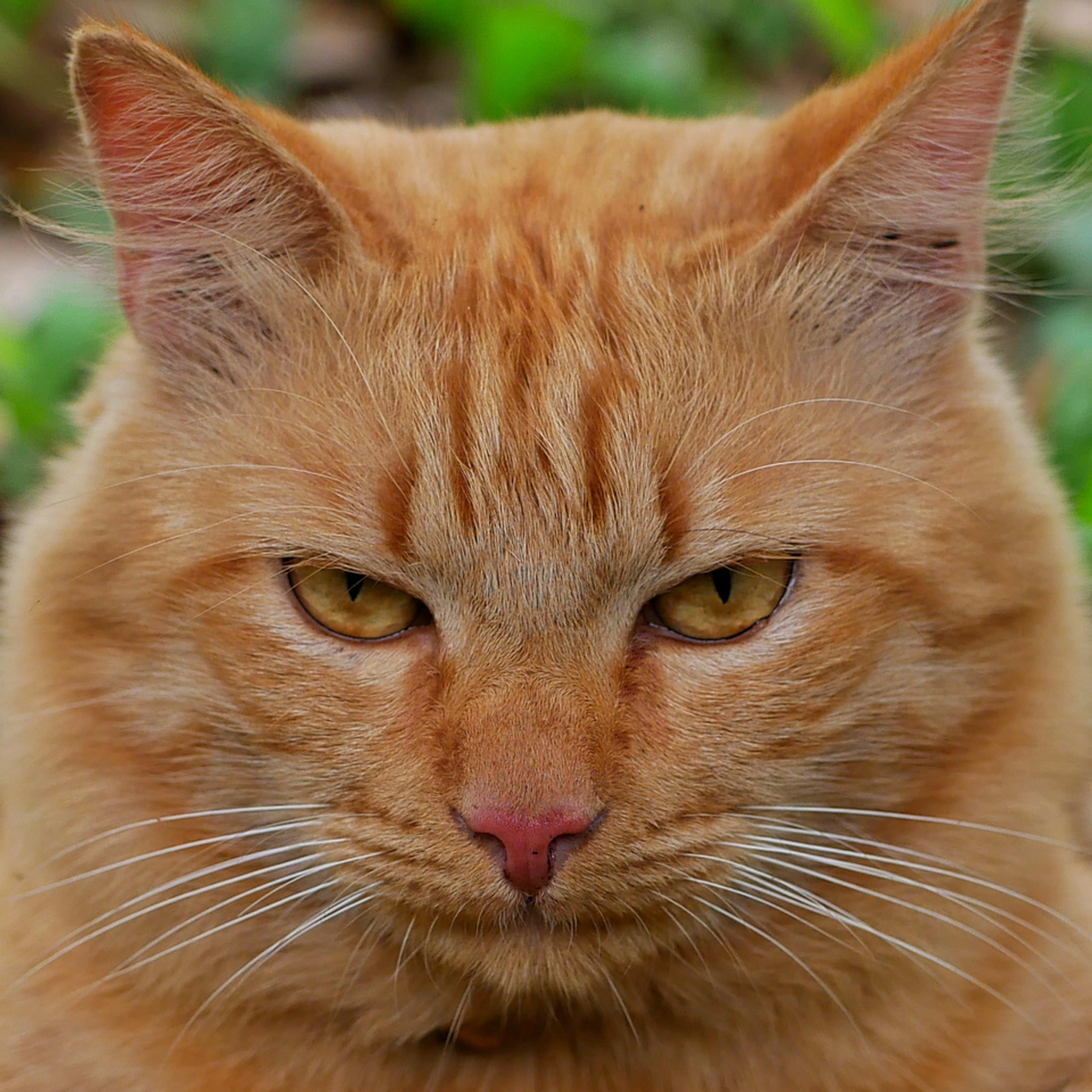 Orange Cat’s Outrage Over Mom Letting in a Stray Is Cracking Us Up ...