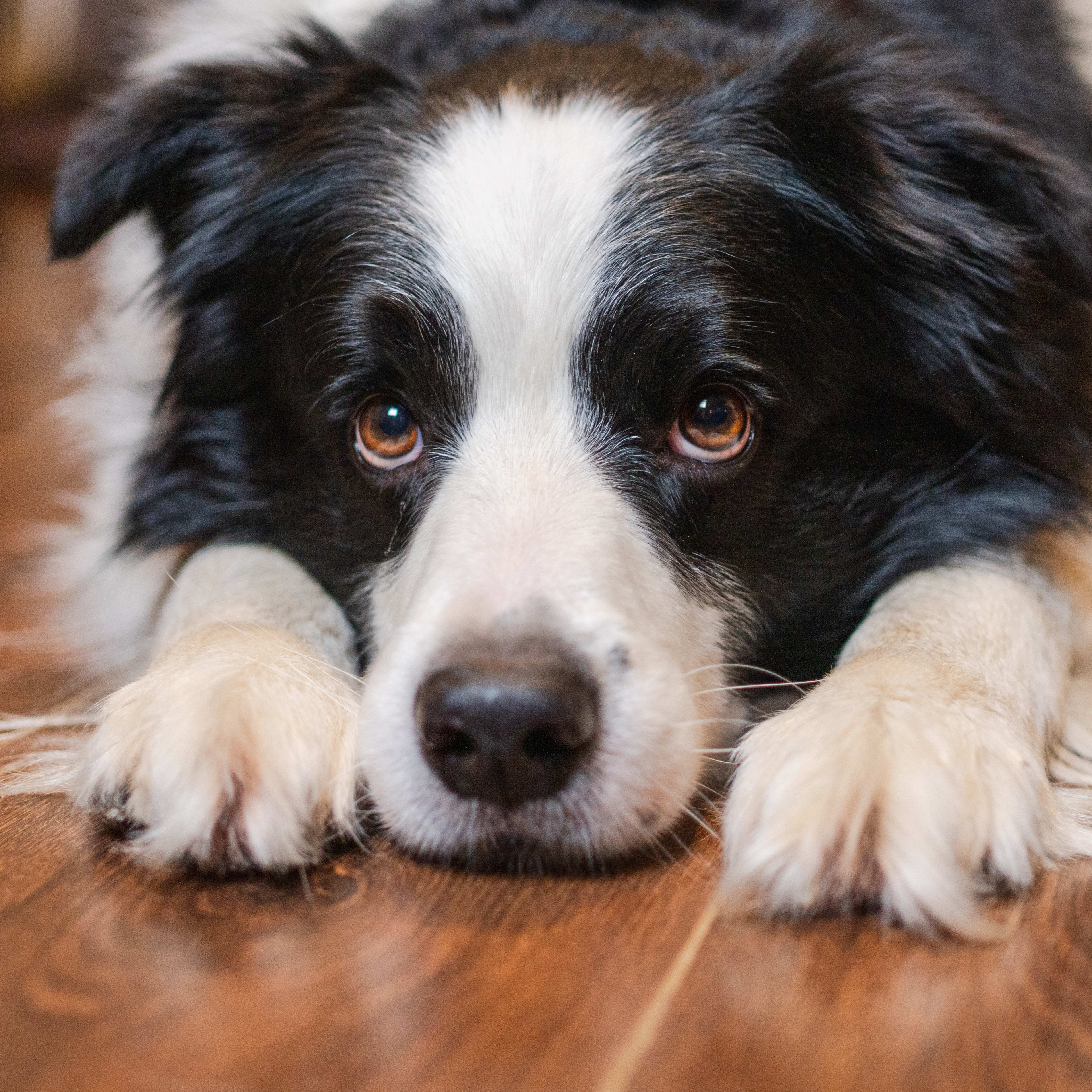 Rescued Border Collie Sweetly Looks After Deaf Sibling - Parade Pets
