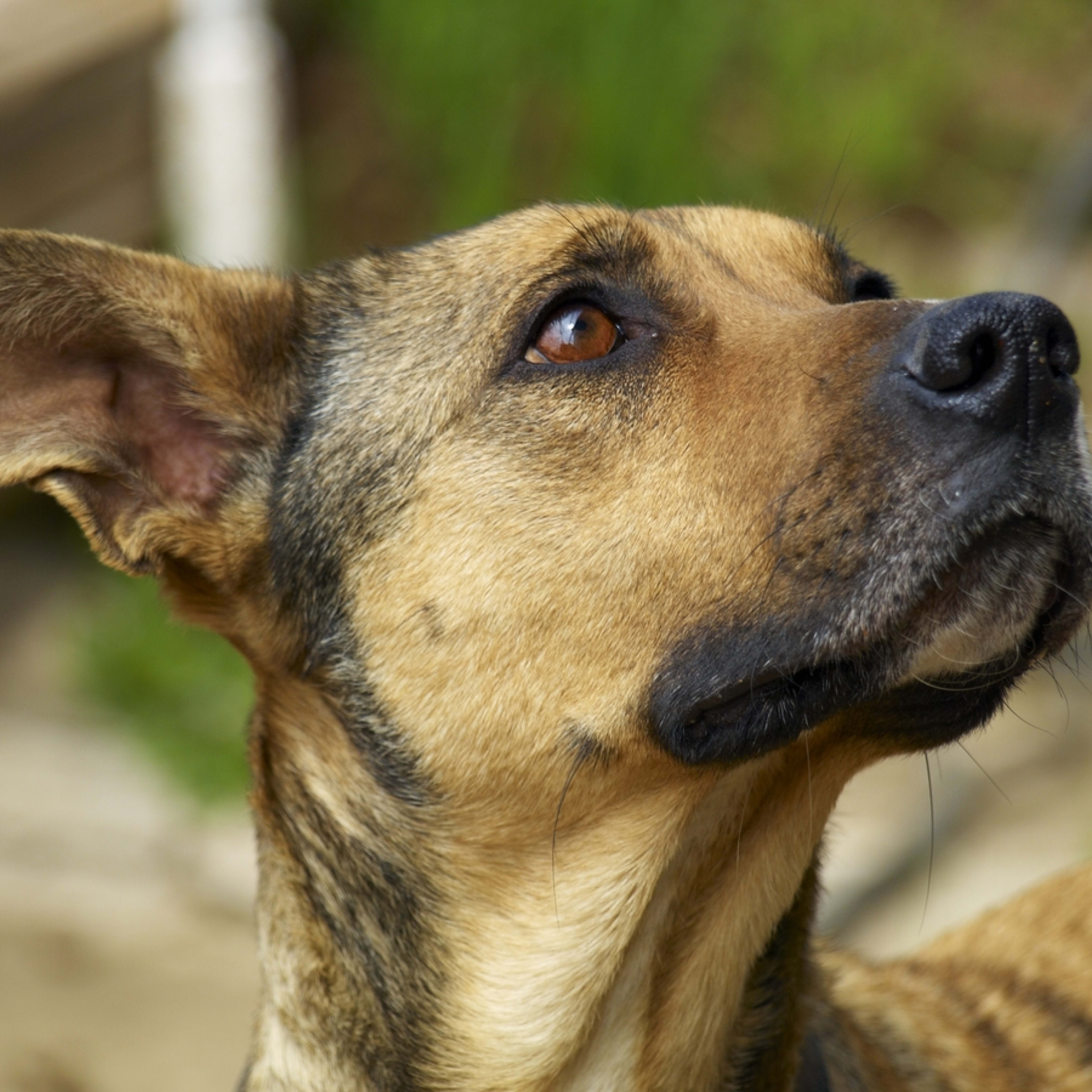 Pouty Rescue Dog With Human-Like Face Guilts Mom for Leaving Without ...