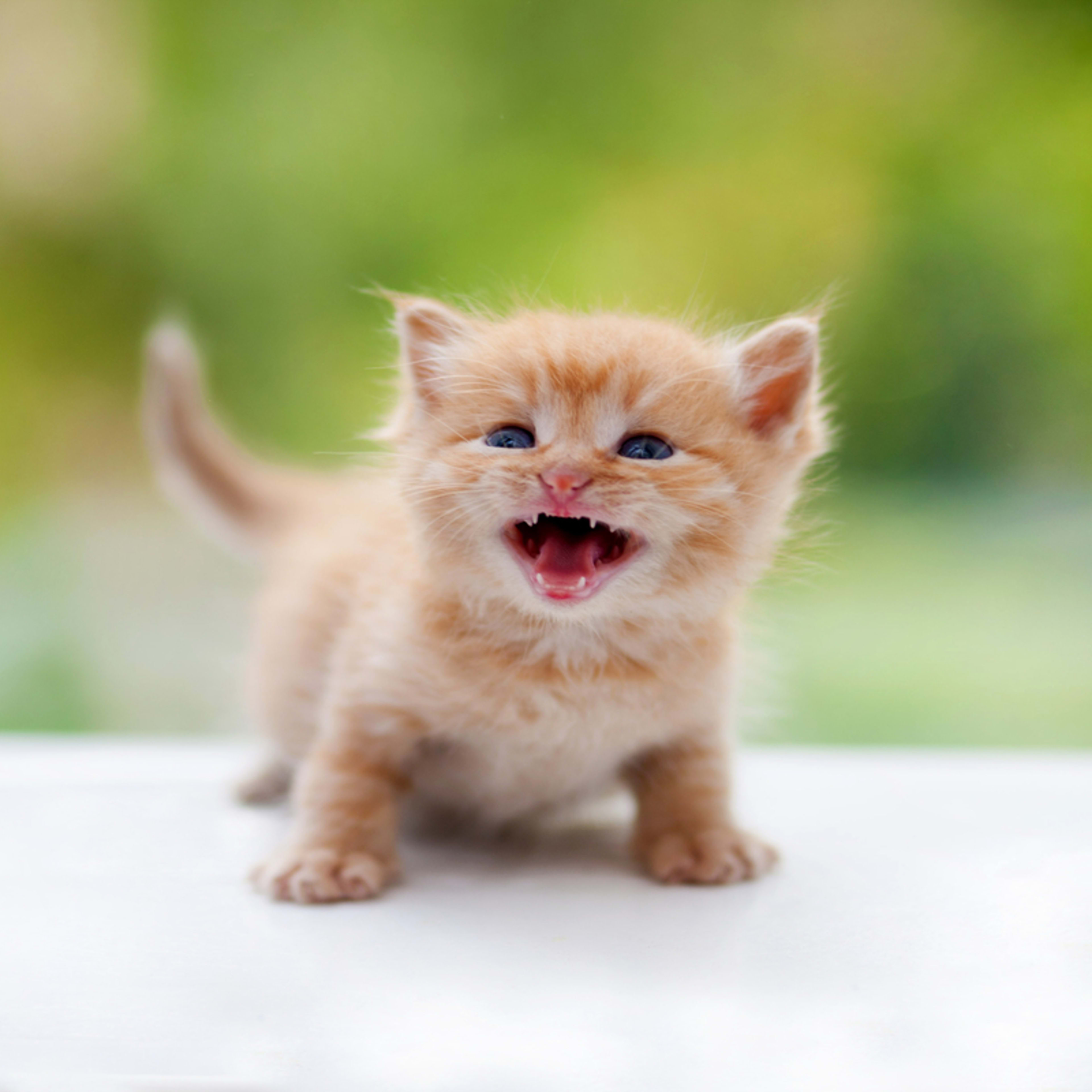 Mini Highland Cow Cattle Drive Is Just the Cutest - Parade Pets
