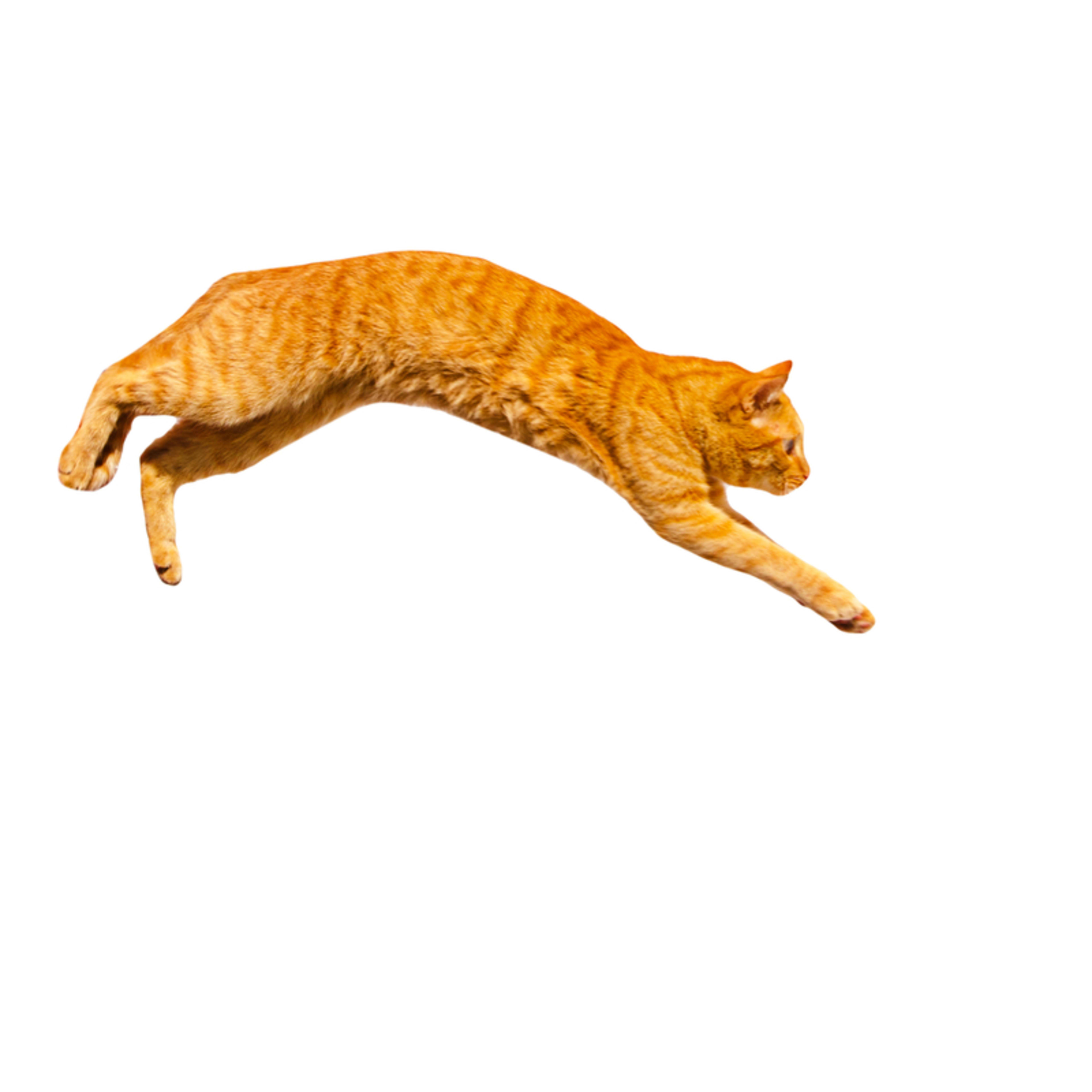 Target's $33 Dog and Cat Bed is a 'Cozy' and 'Secure' Oasis - Parade Pets