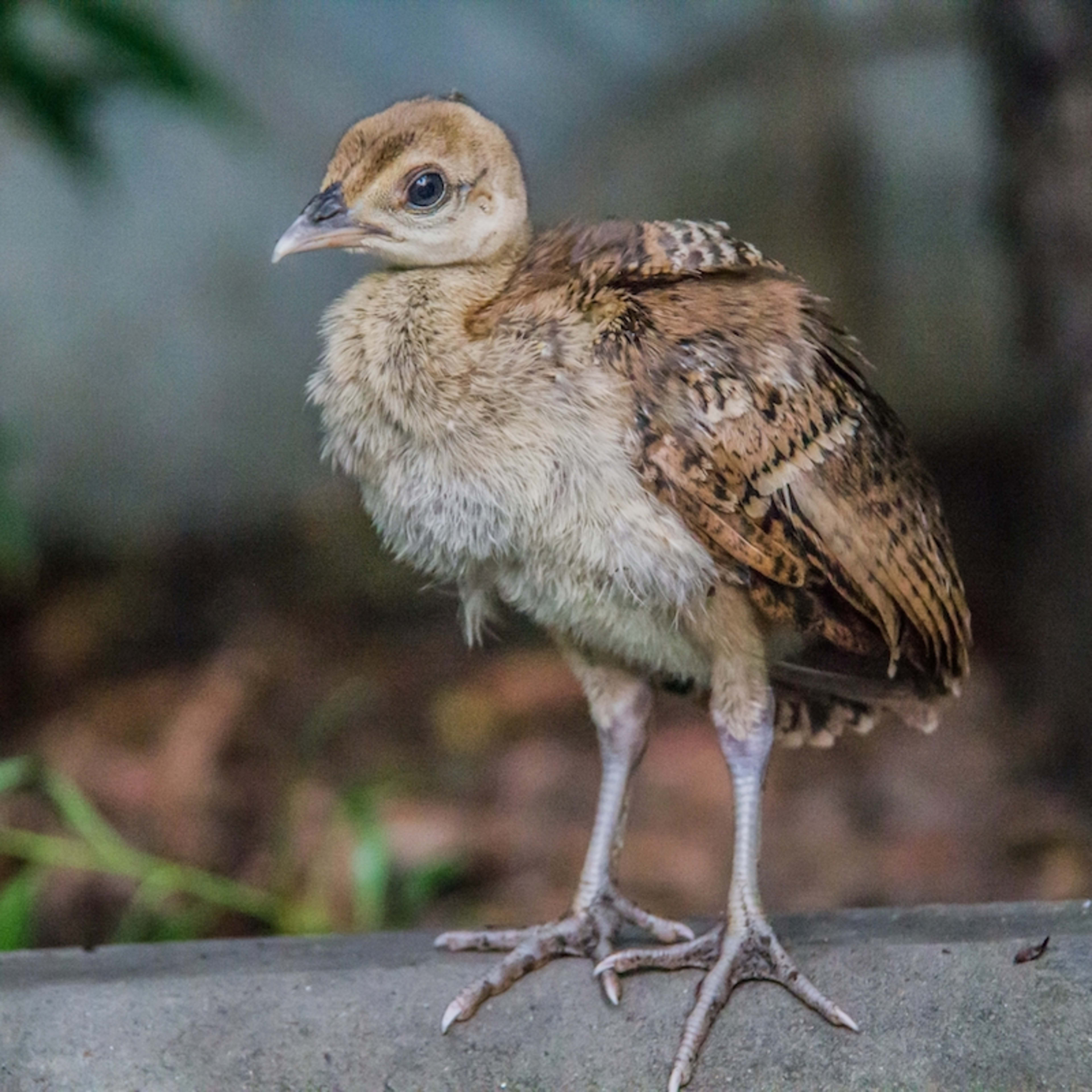 Chicken Hatches and Raises Baby Peacock In the Sweetest Way - Parade Pets