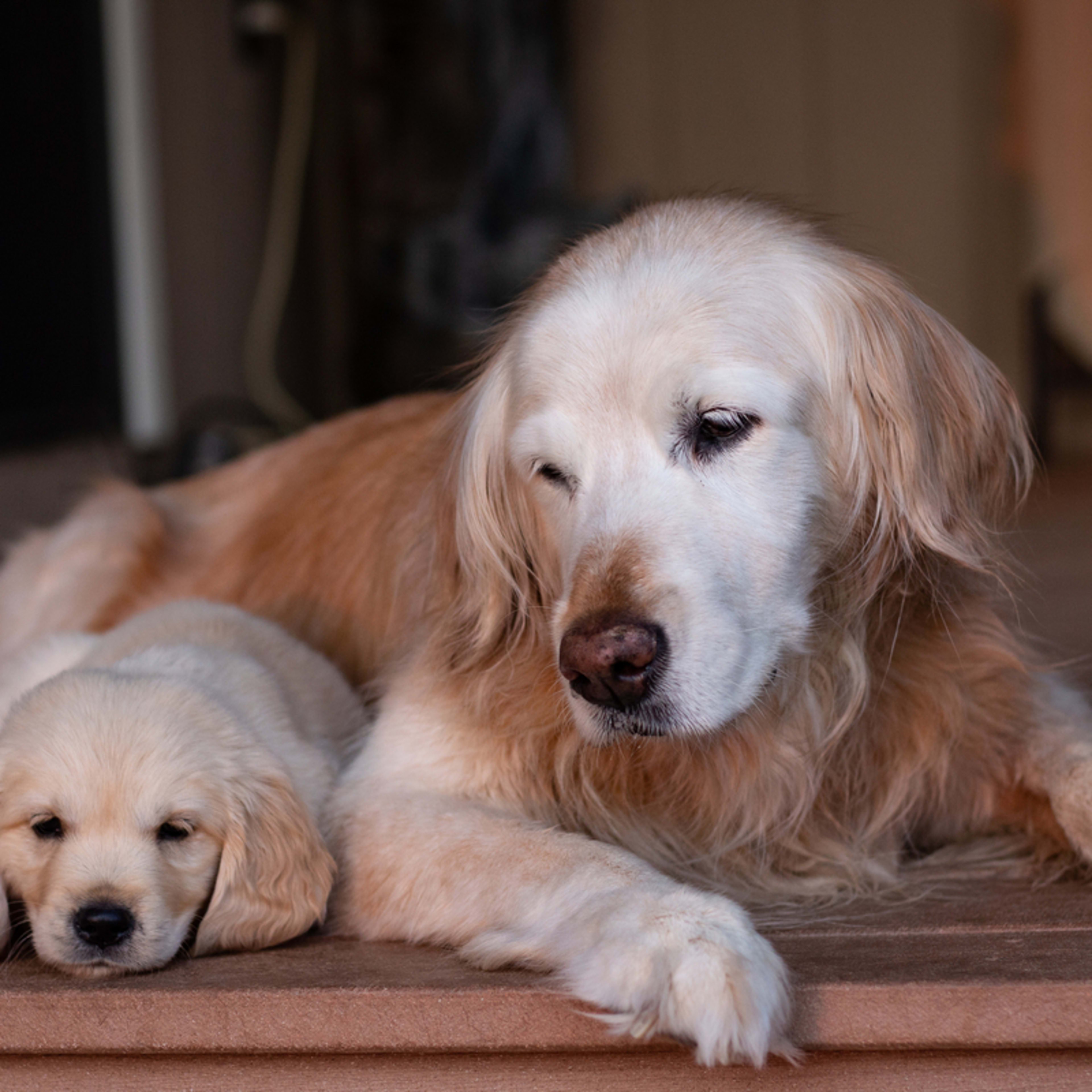 Golden Retriever Tries to Convince Puppy Sibling to Give Up Dog Bed and ...