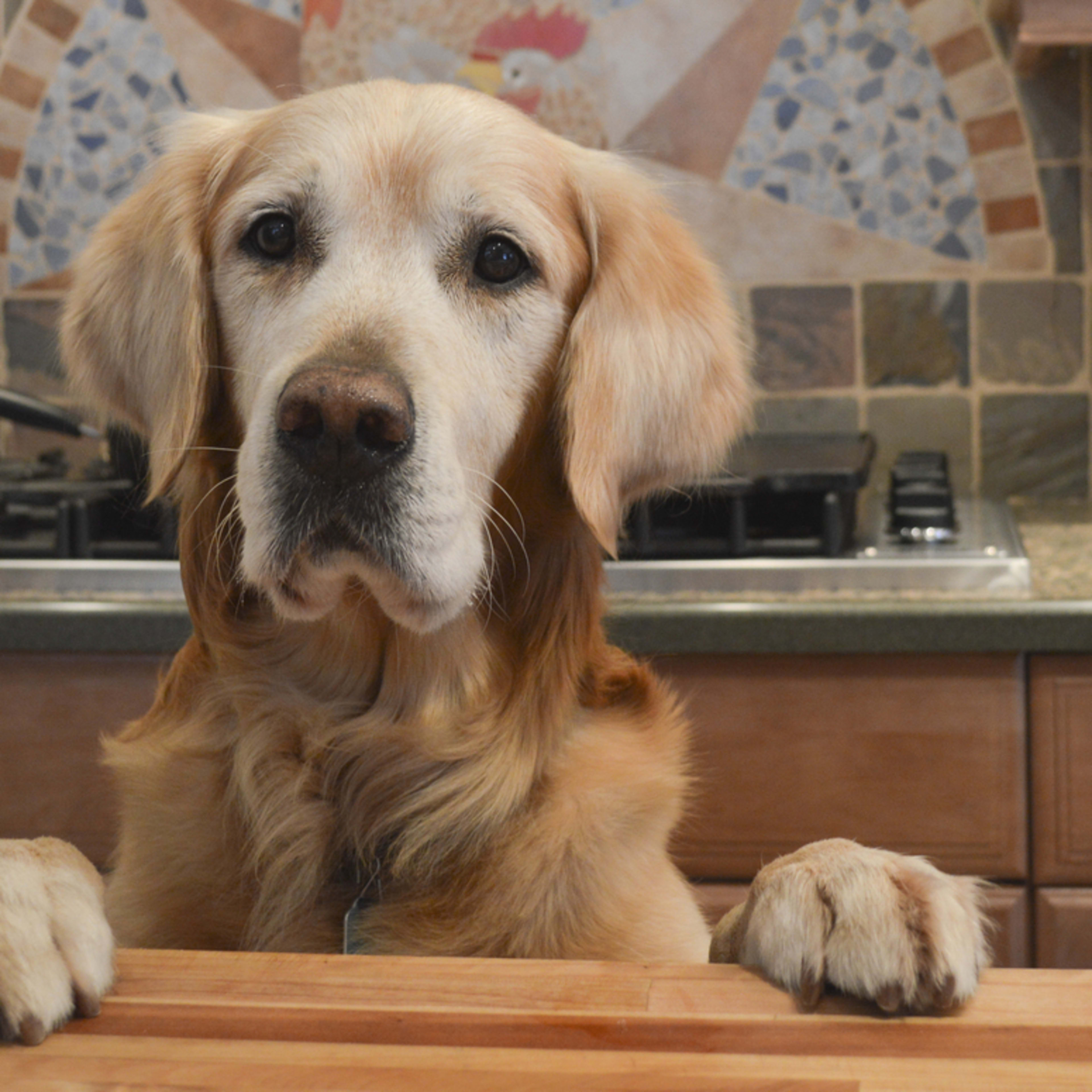 Hungry Golden Retriever Breaks Into Neighbor's House During Power ...