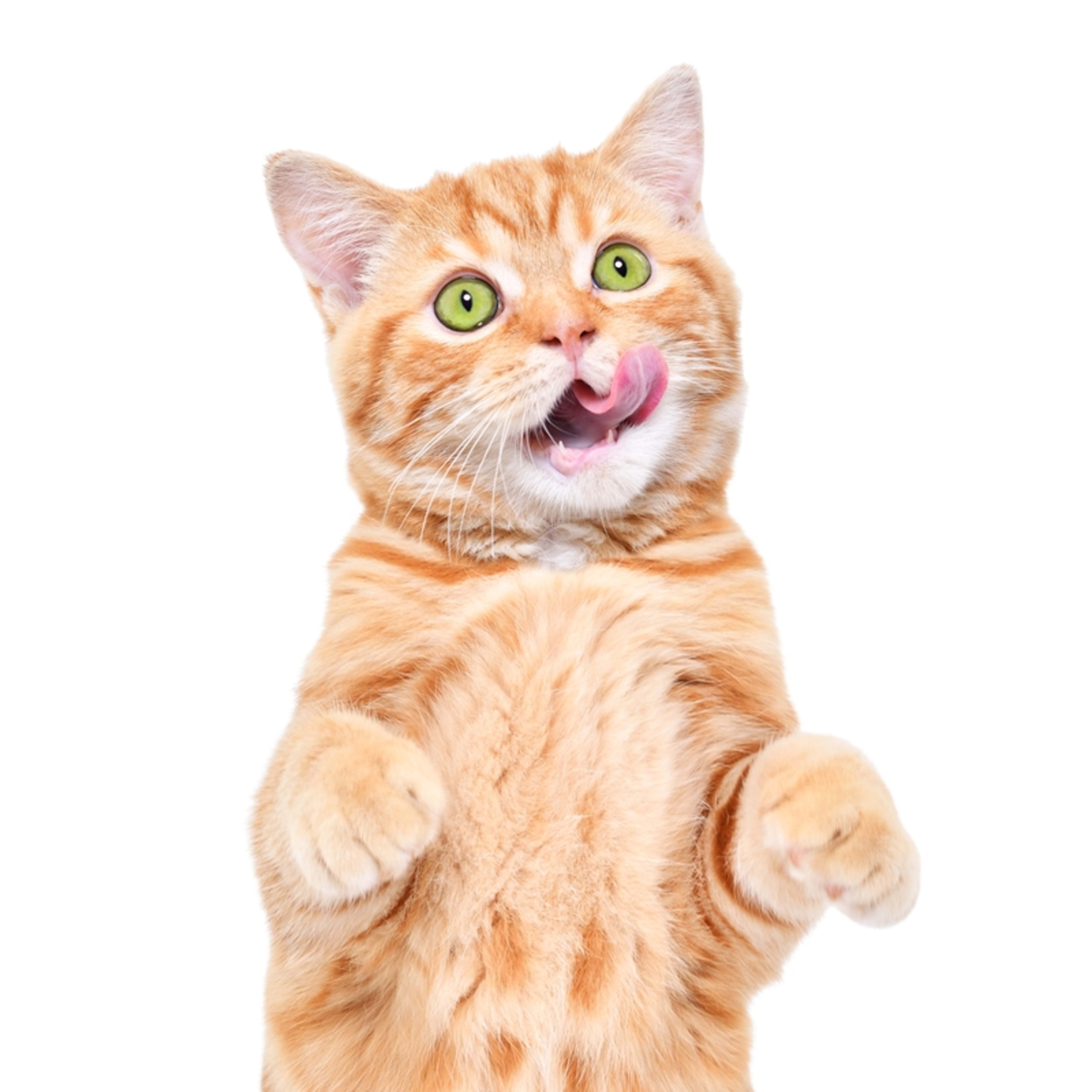 Orange Cat Backtalking for 'Eggies' Should've Been a Lawyer - Parade Pets