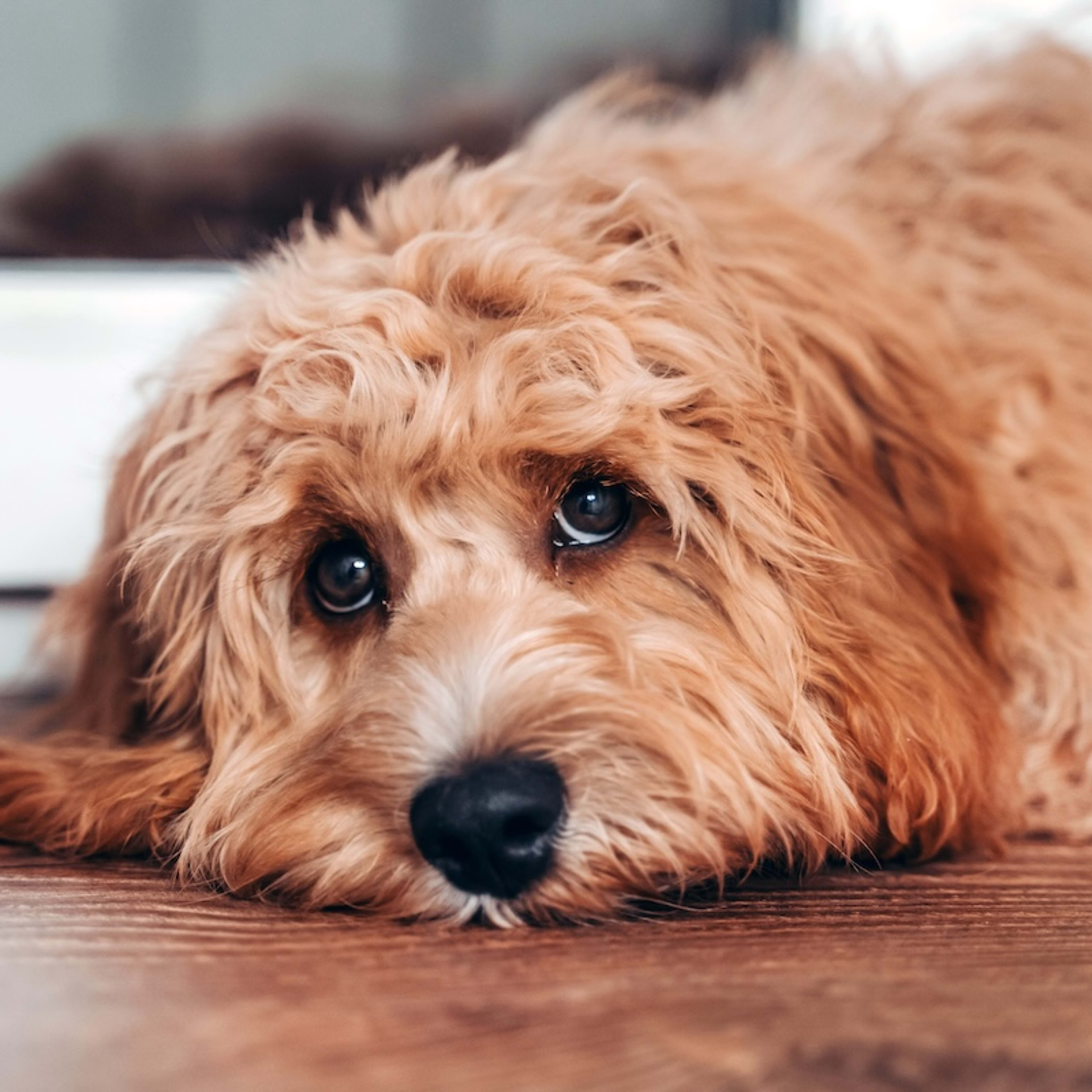 Cavapoo Puppy Sees ‘Goodbye Video’ From Mom And We're Crying - Parade Pets