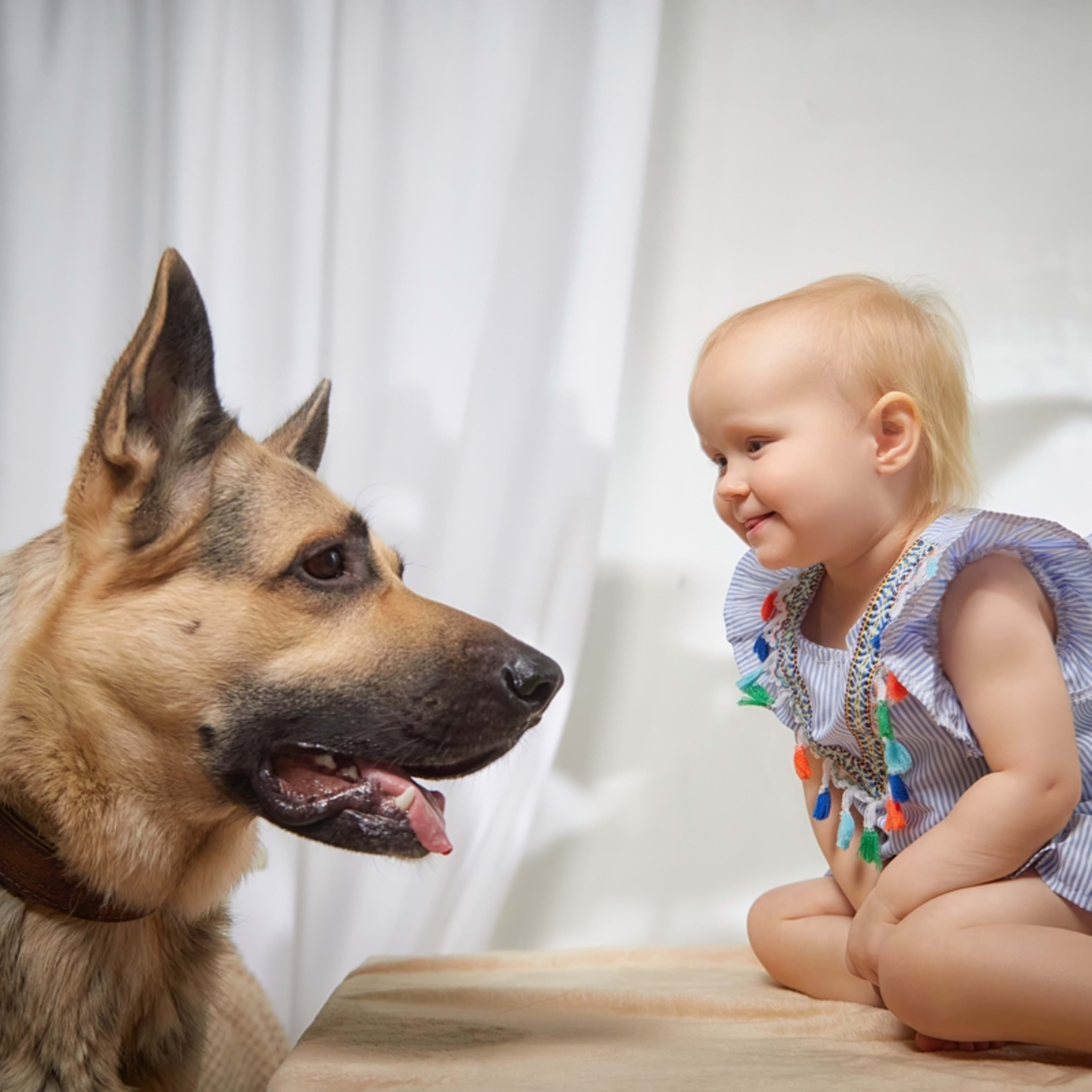 German Shepherd's Gentle Reaction to Baby Caressing His Ear Is ...