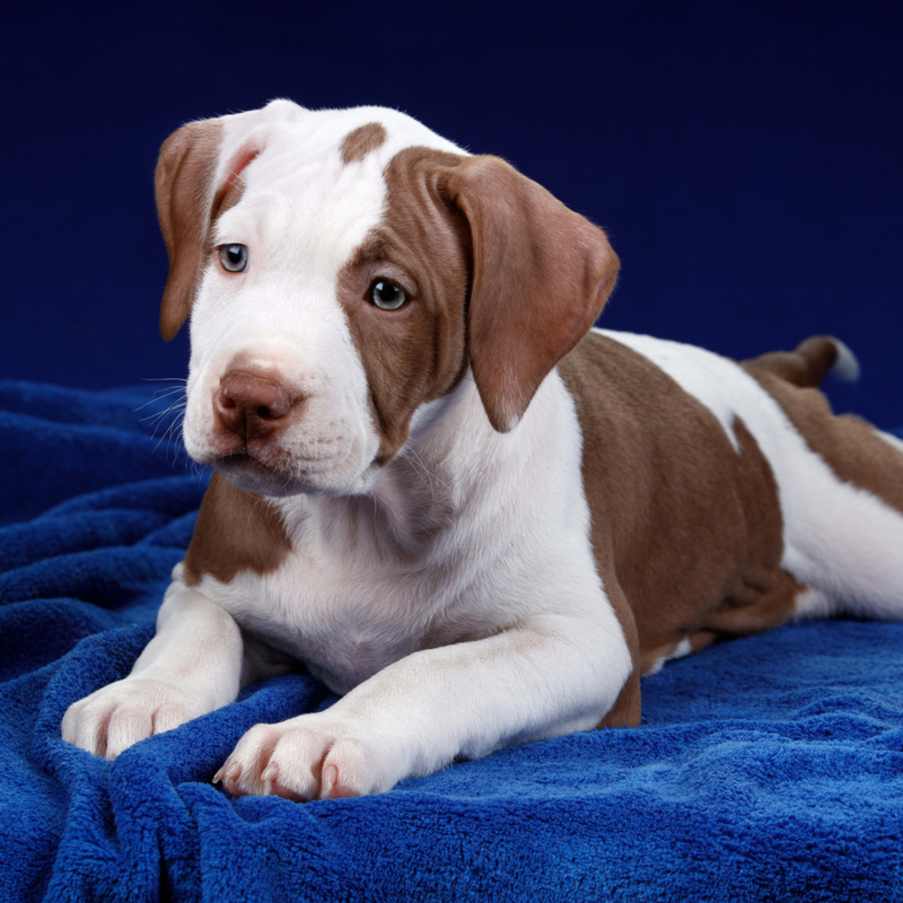 Foster Pit Bull Puppy Finds Heating Vent and Sets up Camp - Parade Pets