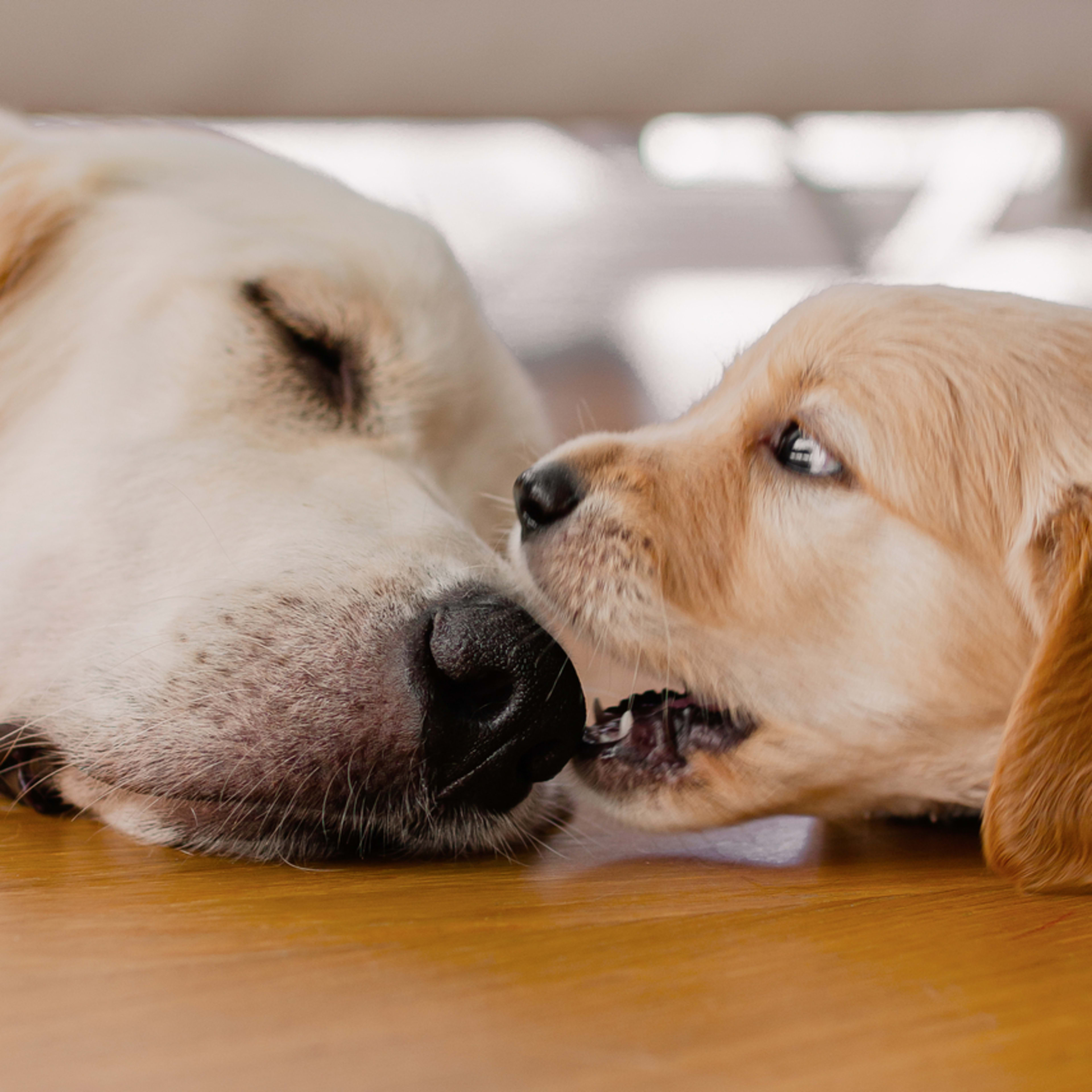 Bernedoodle Escapes During Massive Winter Storm and the End Result Will ...