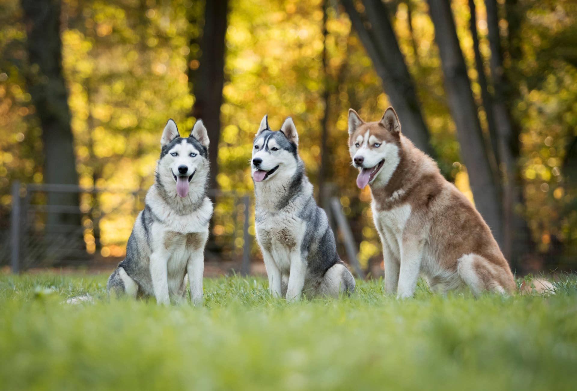 7 Happiest Dog Breeds, According to Pet Experts - Parade Pets