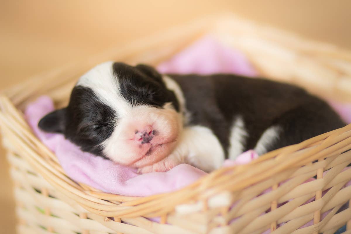 101 Animals That Start With 'A' (With Facts) - Parade Pets