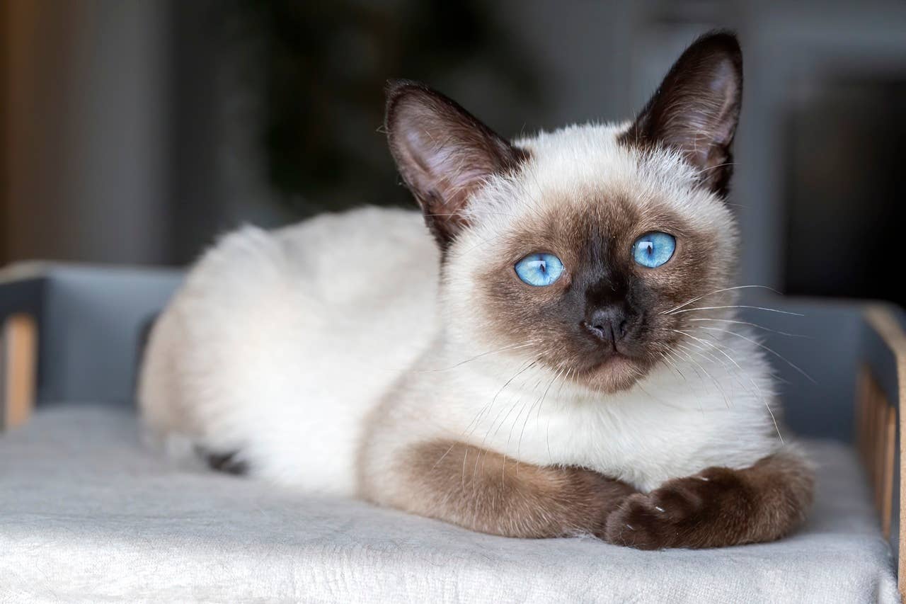 20 Gorgeous Black Cat Breeds That Are Purr-fect for You - Parade Pets