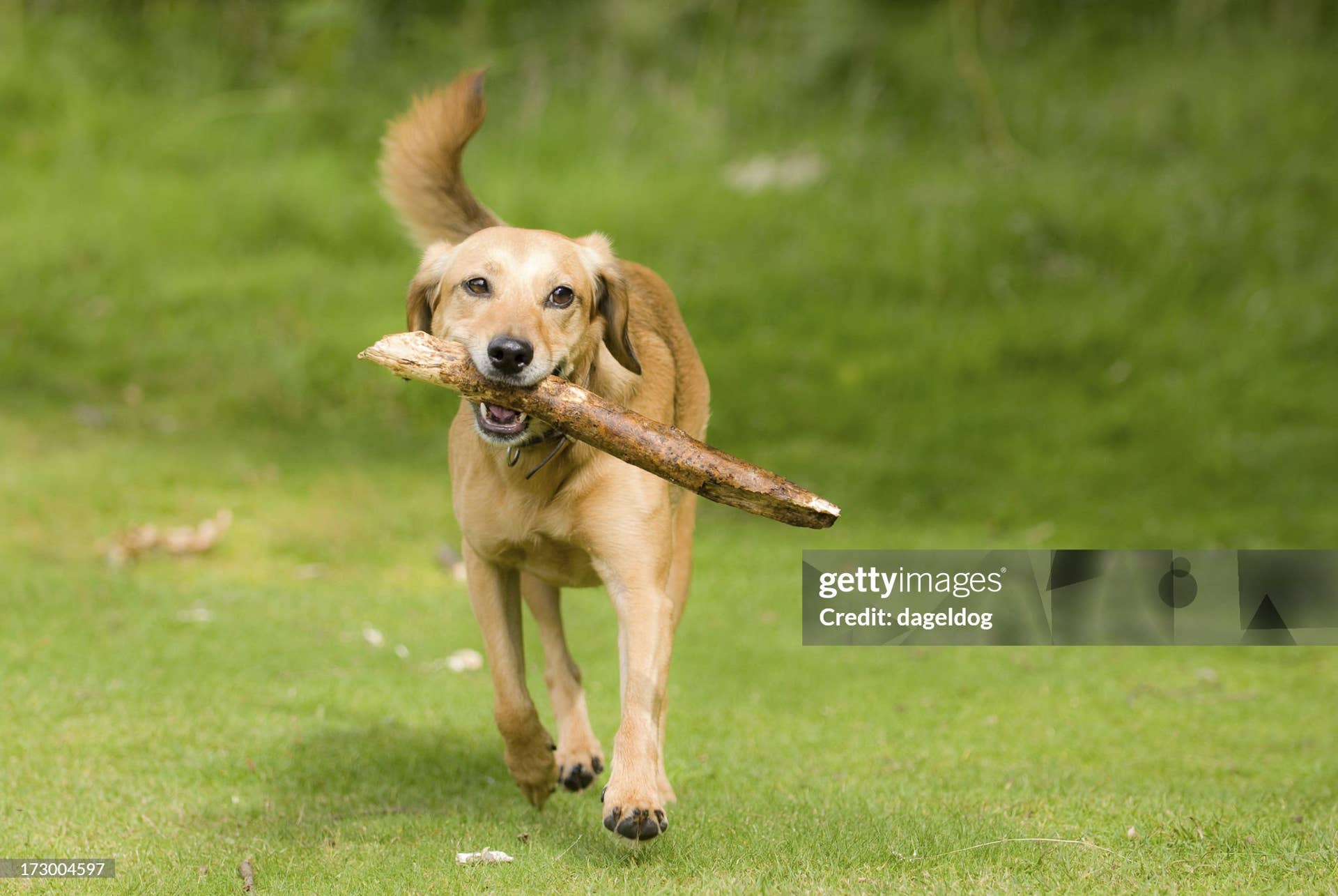 Can Dogs Have Doggy Best Friends? A Vet Explains - Parade Pets