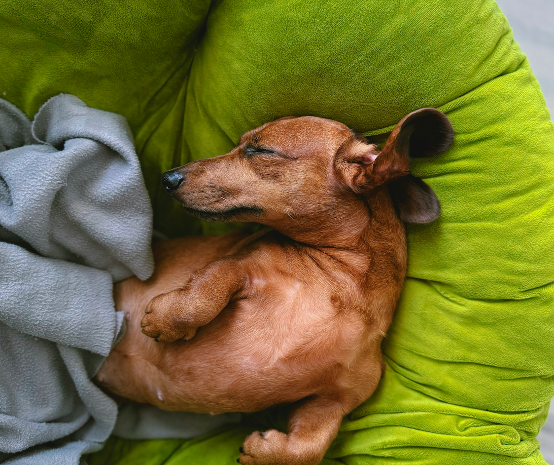 Is Your Dog Coughing After Drinking? Here's Why - Parade Pets