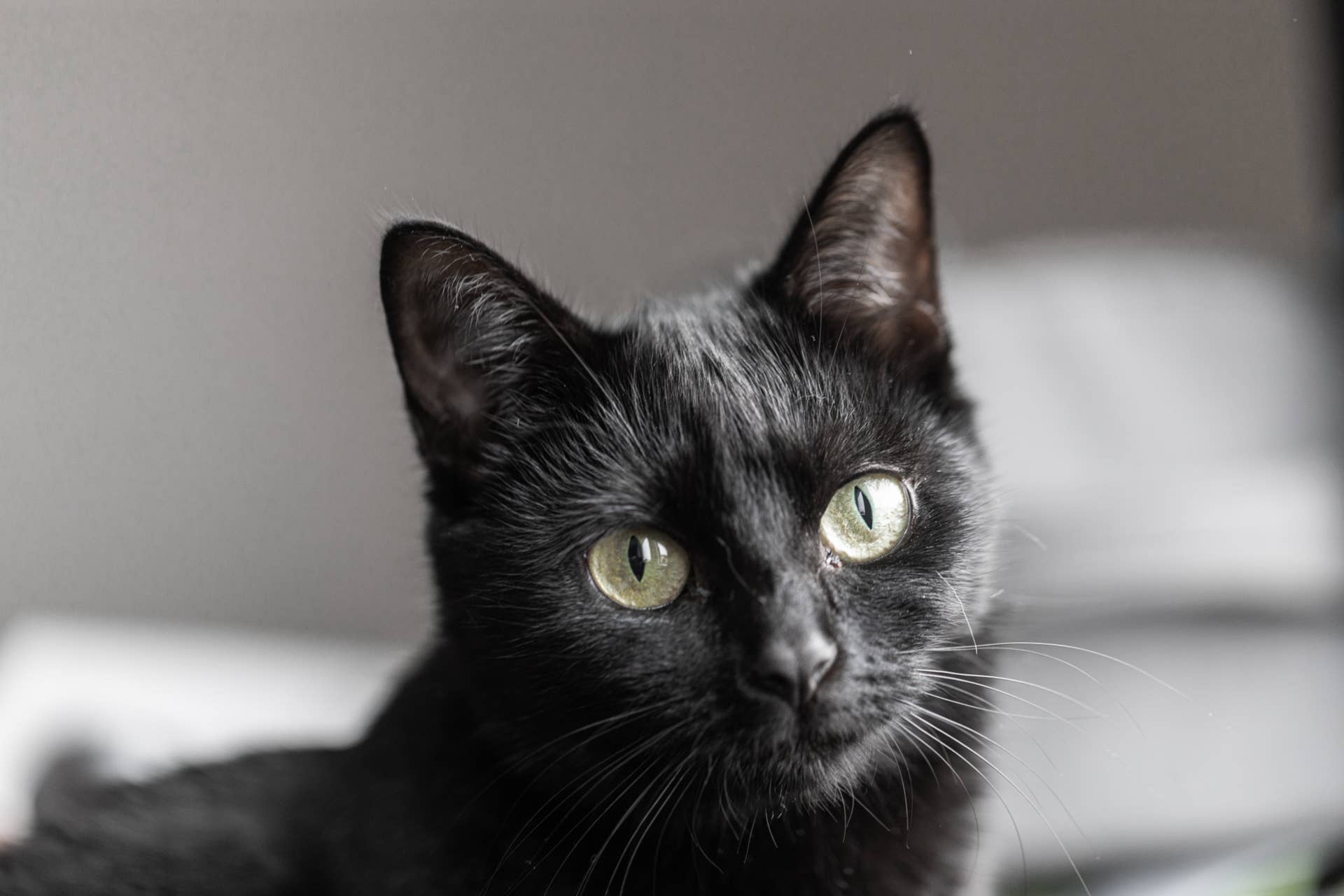 'Notoriously Grumpy' Orange Cat's Love Story With Grandpa Is One for ...