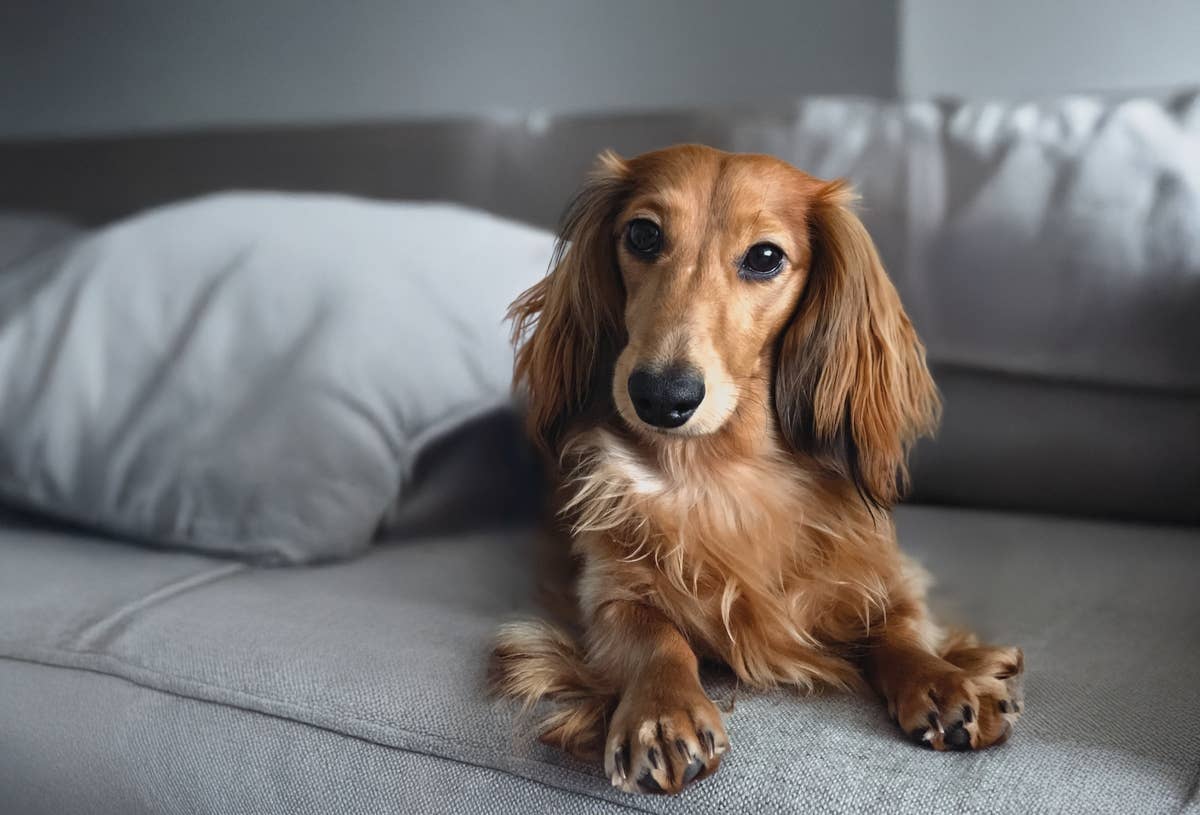 31 Terrier Dog Breeds—The Ultimate List of Terriers to Love - Parade Pets