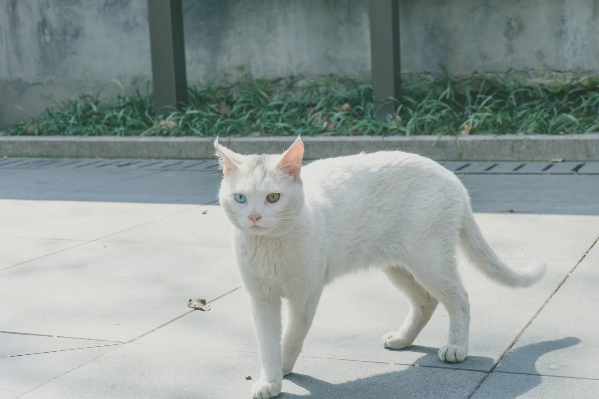 7 Cats That Act Like Dogs, According to Experts - Parade Pets