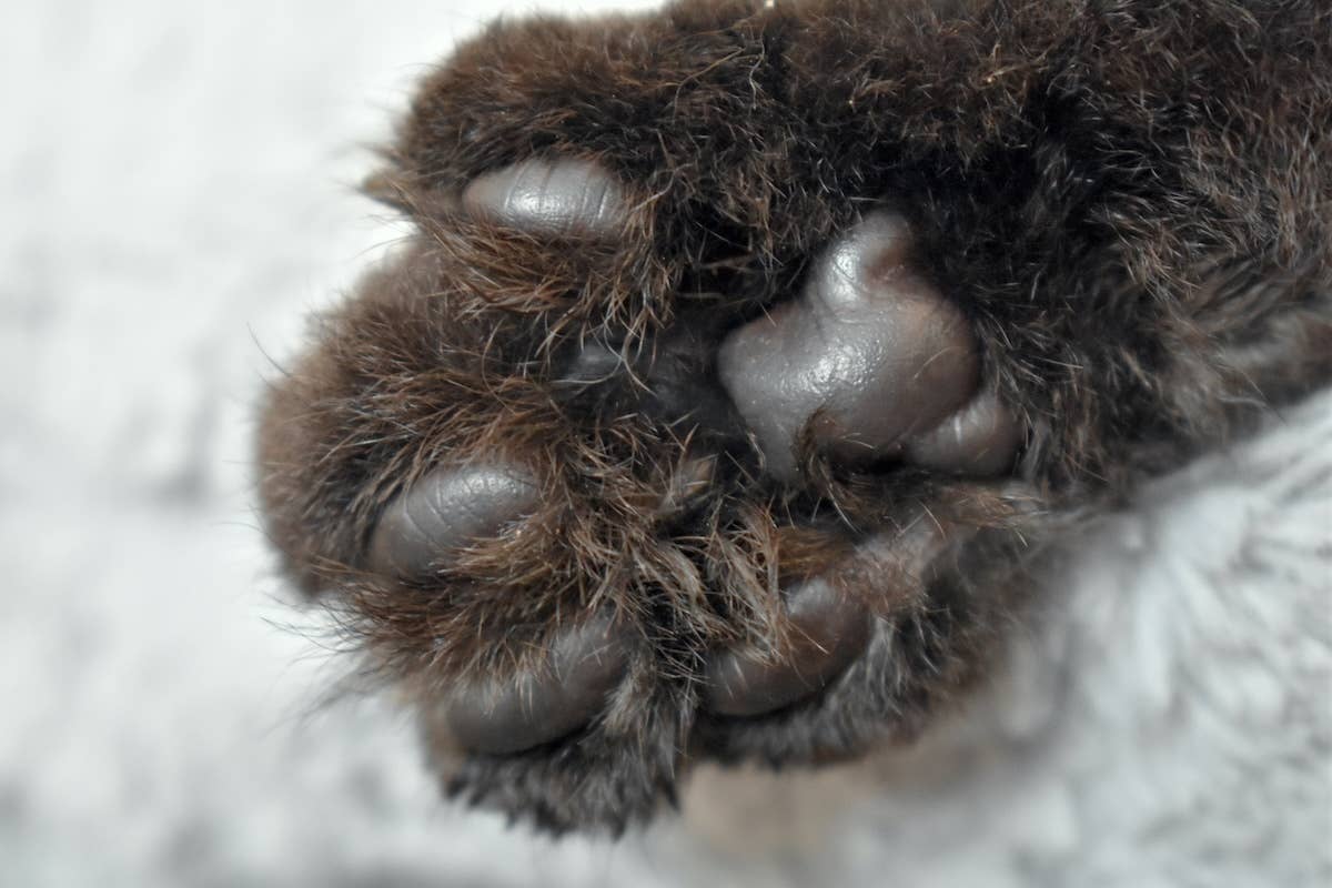 15 Telltale Signs Your Cat Loves You - Parade Pets