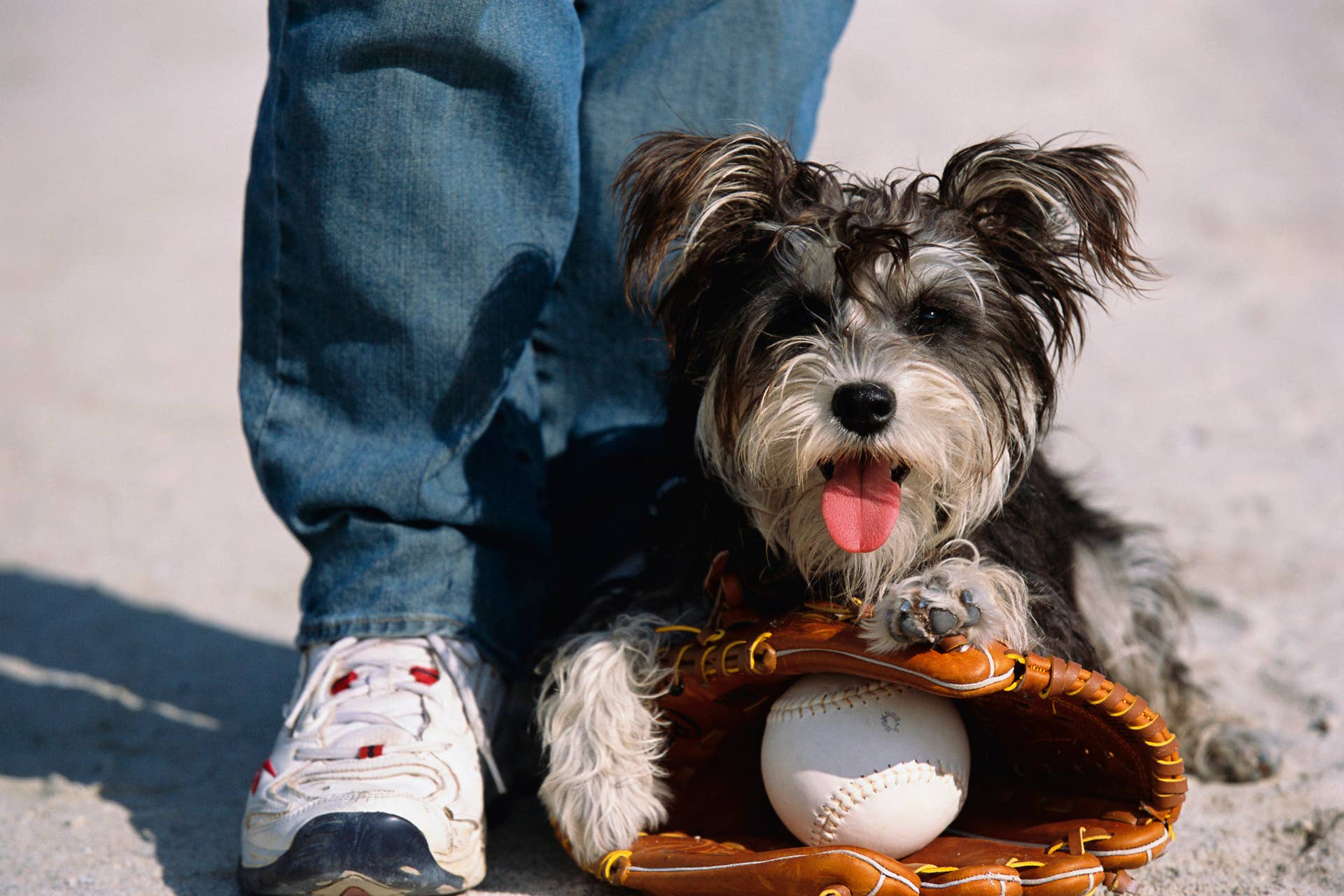 14 Dog-Friendly Baseball Games (Bark At the Park 2025) - Parade Pets