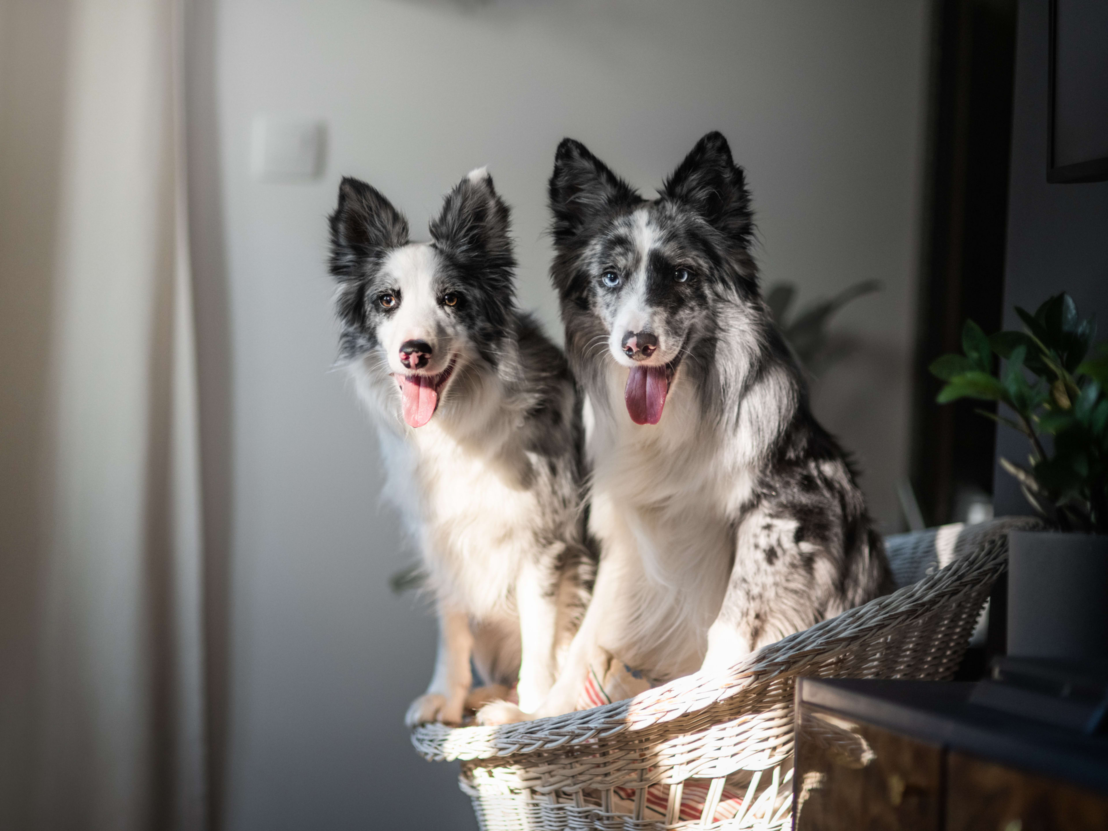 5 Best Dog Breeds For Early Risers, According to Experts - Parade Pets