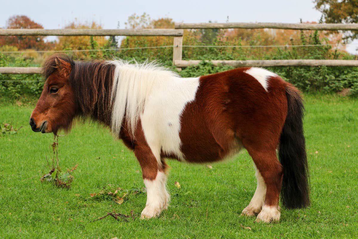 Pony - Parade Pets
