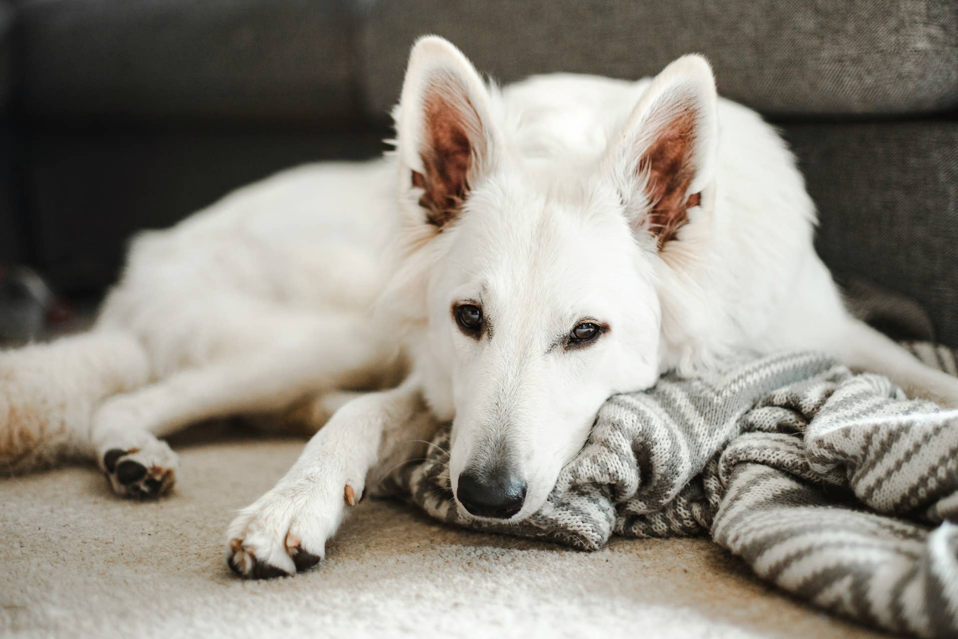 German Shepherd Who 'Doesn't Do Gentle Parenting' Schools Foster Pup ...