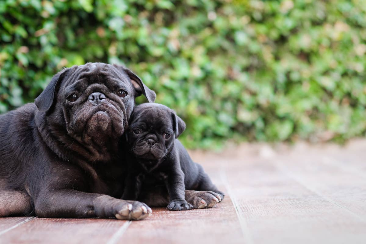 Pug Rescued From Breeding Farm Melts Into Rescuer’s Arms After ...