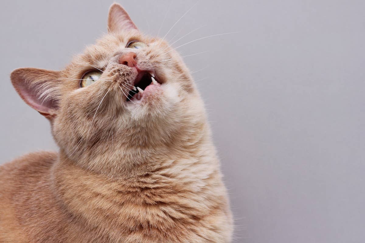 Orange Cat Named 'Cheddar' Goes Everywhere with His Hot Pink 'Emotional ...