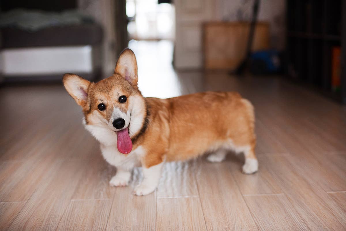 Corgi Hopping