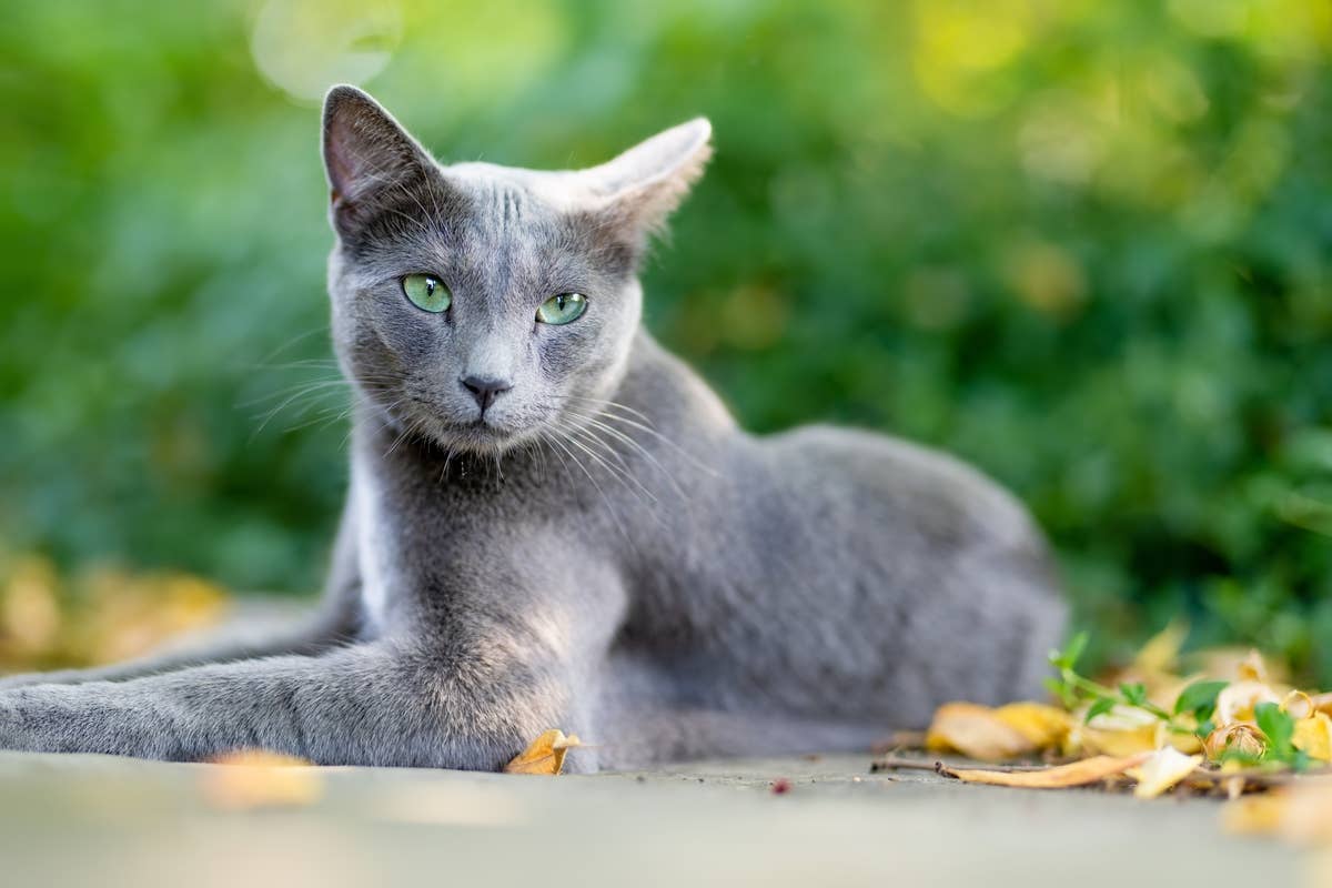 Tiny Grey Polydactyl Cat with Overbite Gives Her Mom Hilariously Sweet ...