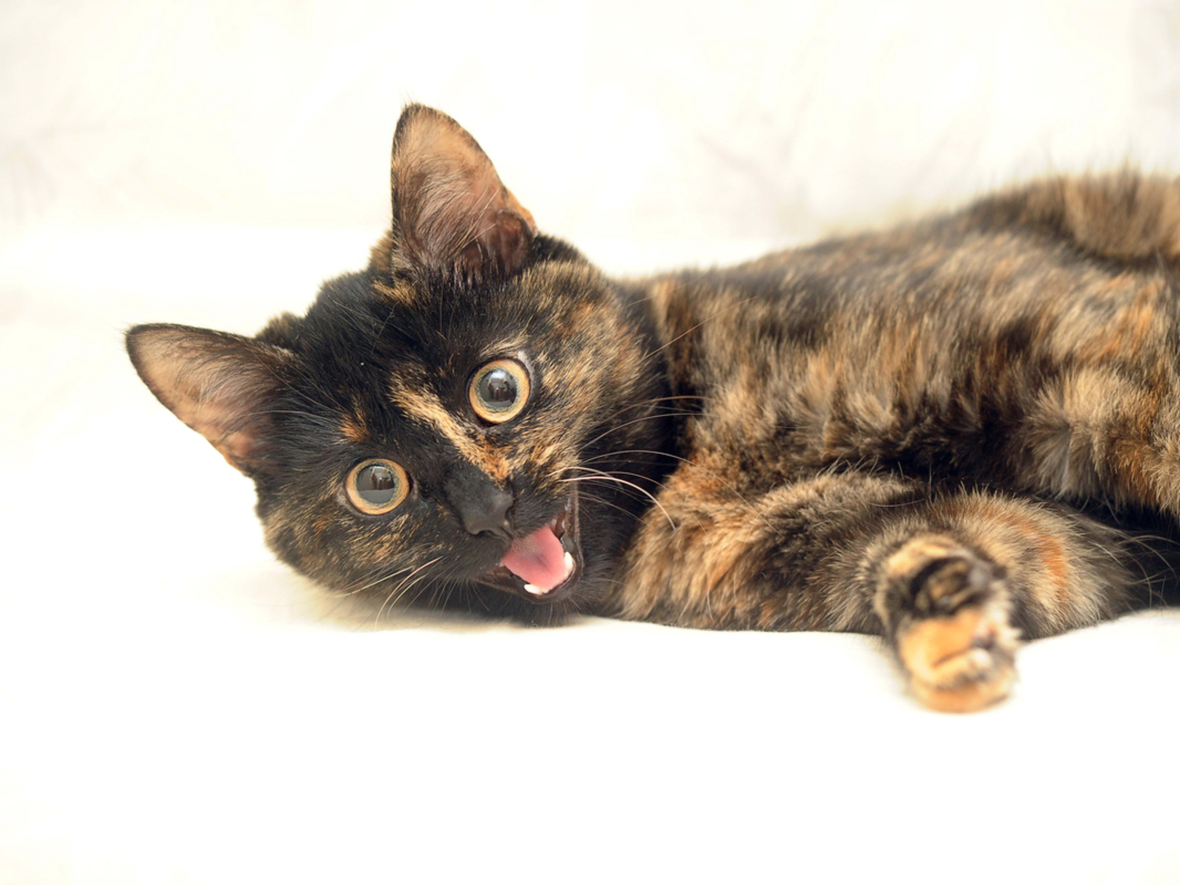 Cat Demanding to Be 'Dragged' Every Night Is So Full of Boss Queen ...