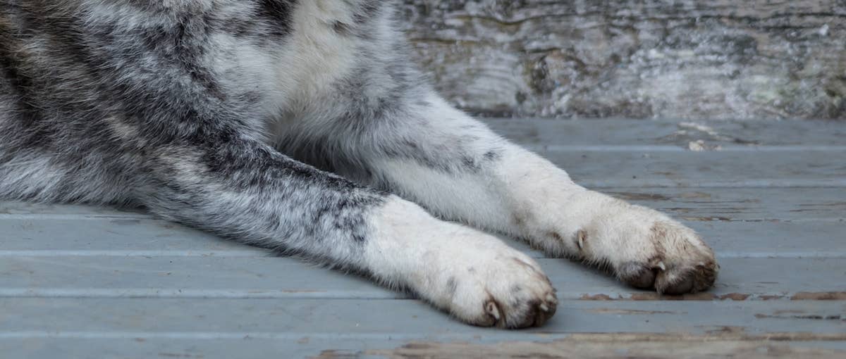 Super Rare Japanese Dog Looks Like a Tie-Dyed Teddy Bear and We Can't ...