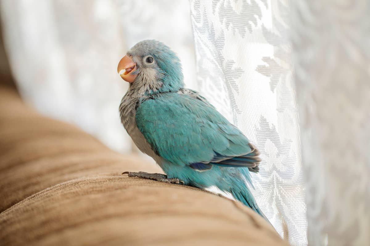 Quaker Parrot's 'Tippy Tappy' Dance While Whispering Favorite Tune Is ...
