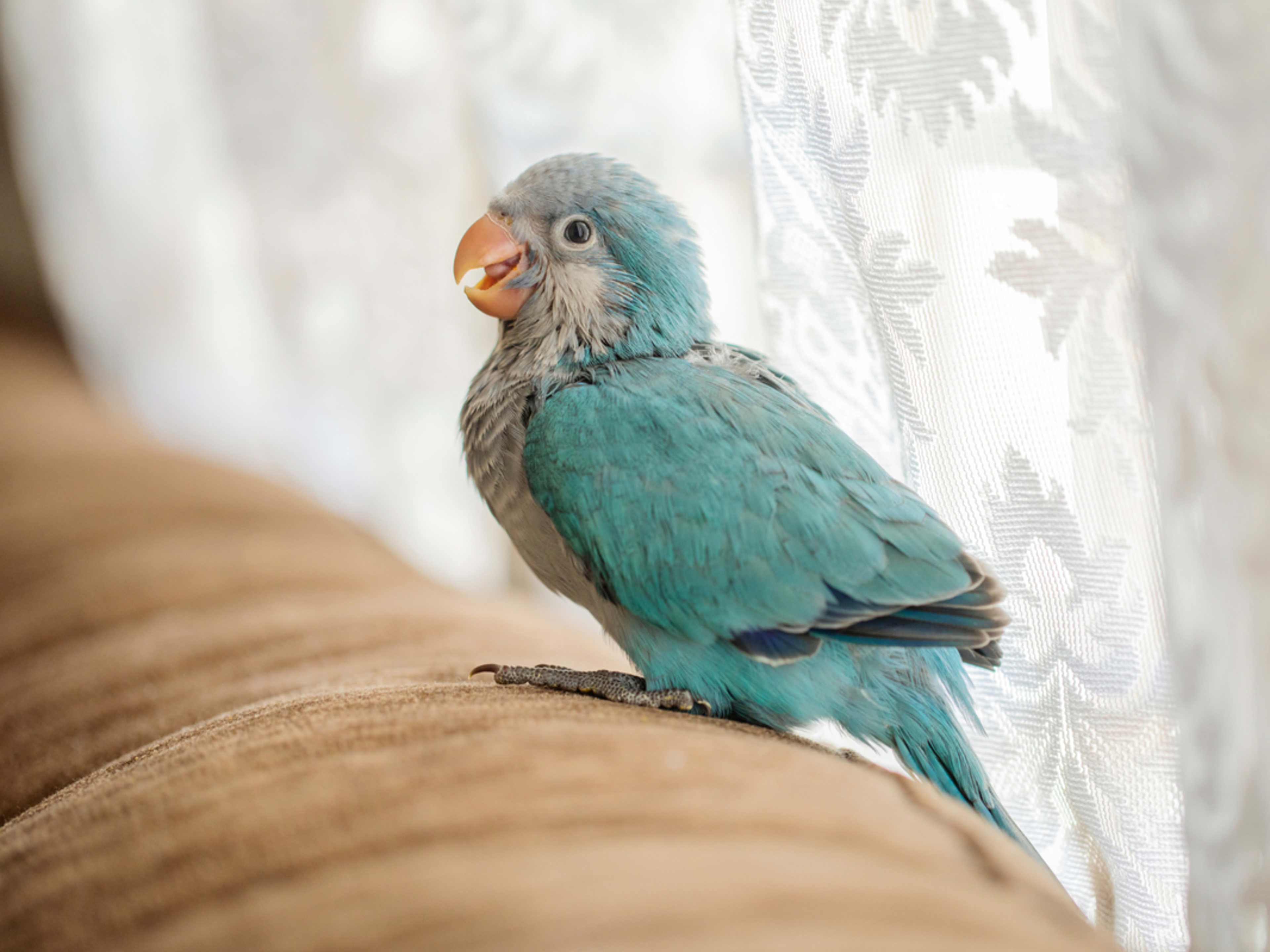 Parrots: Cute Photos, Talking Birds, and Funny Moments - Parade Pets