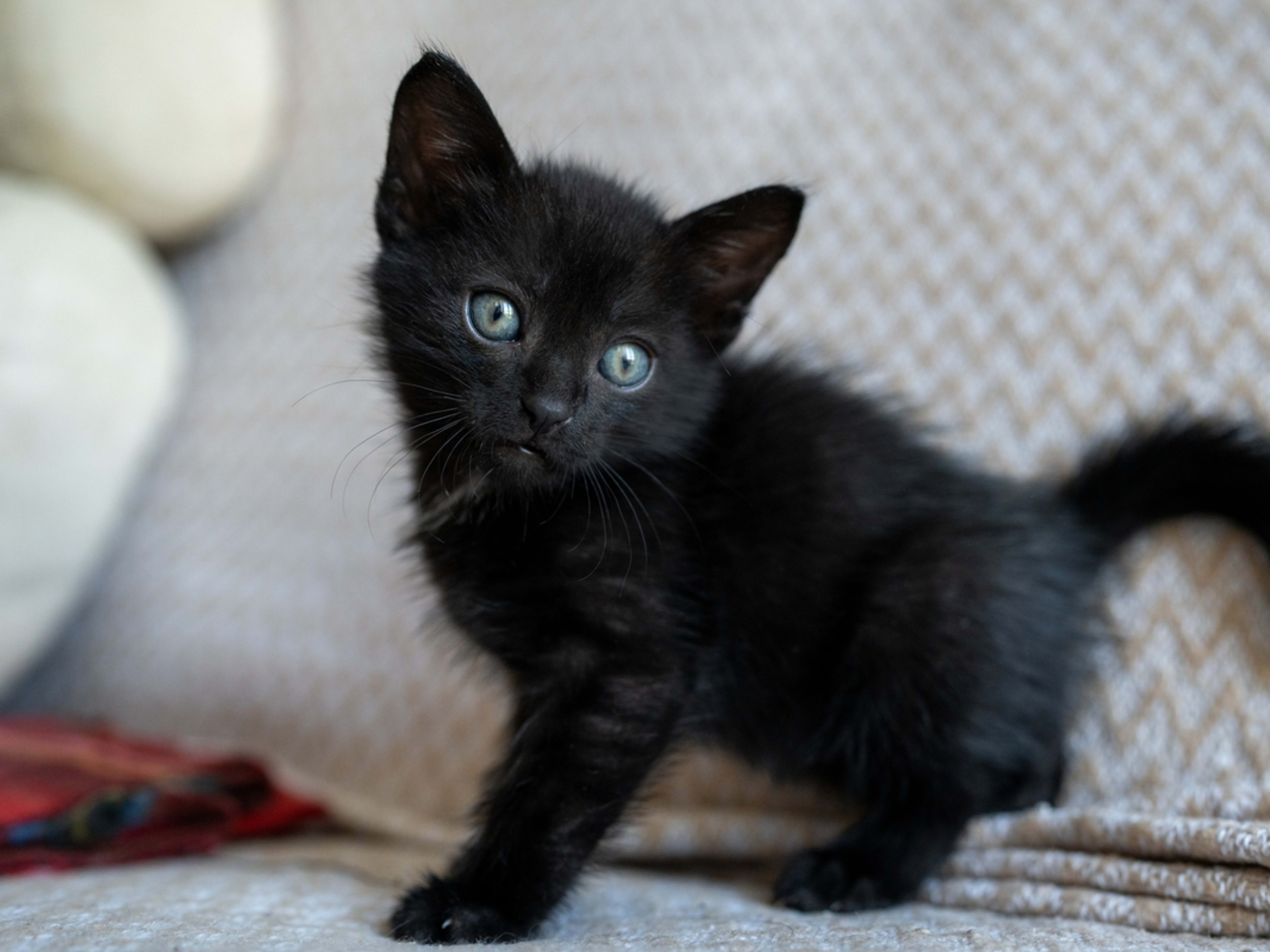 Tiny Black Kitten’s ‘Corn-Sized’ Growth Spurt Shows off Adorably Long ...