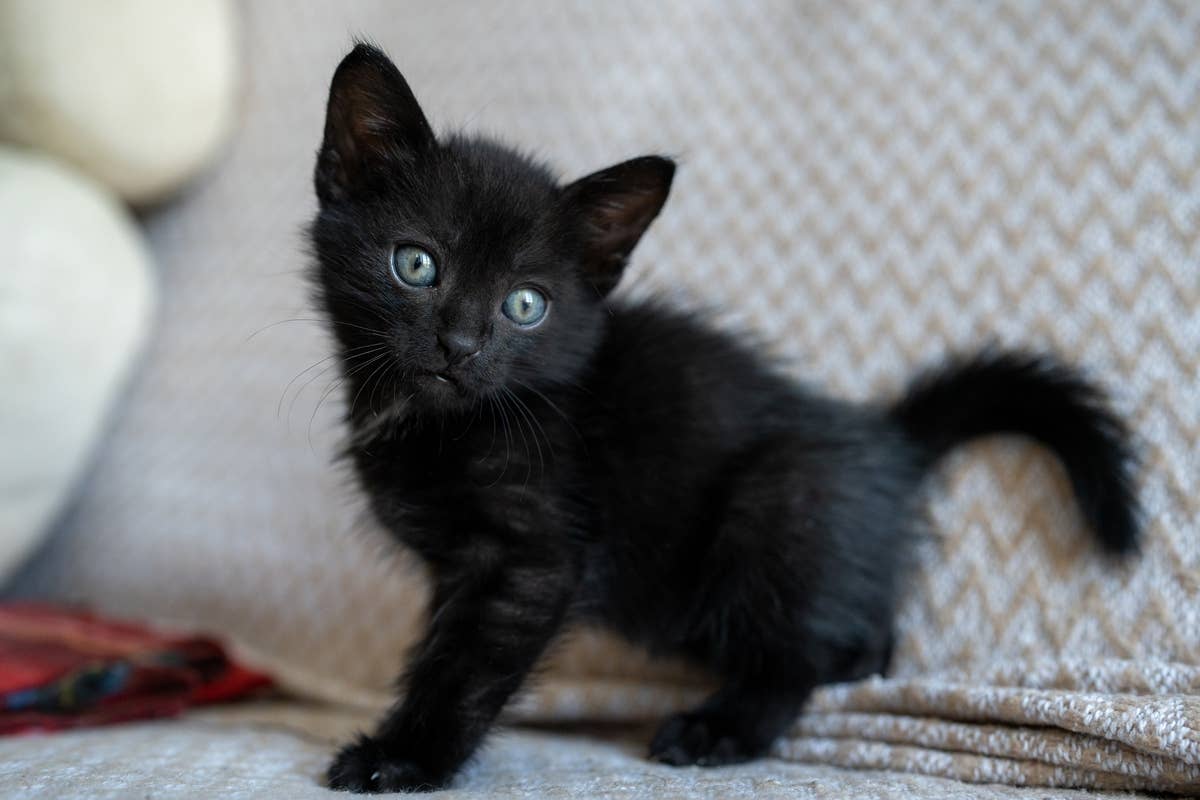 Tiny Black Kitten’s ‘Corn-Sized’ Growth Spurt Shows off Adorably Long ...