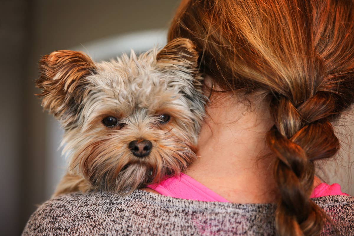 Yorkshire Terrier Missing for 5 Years Turns Up at a Frat House and the ...