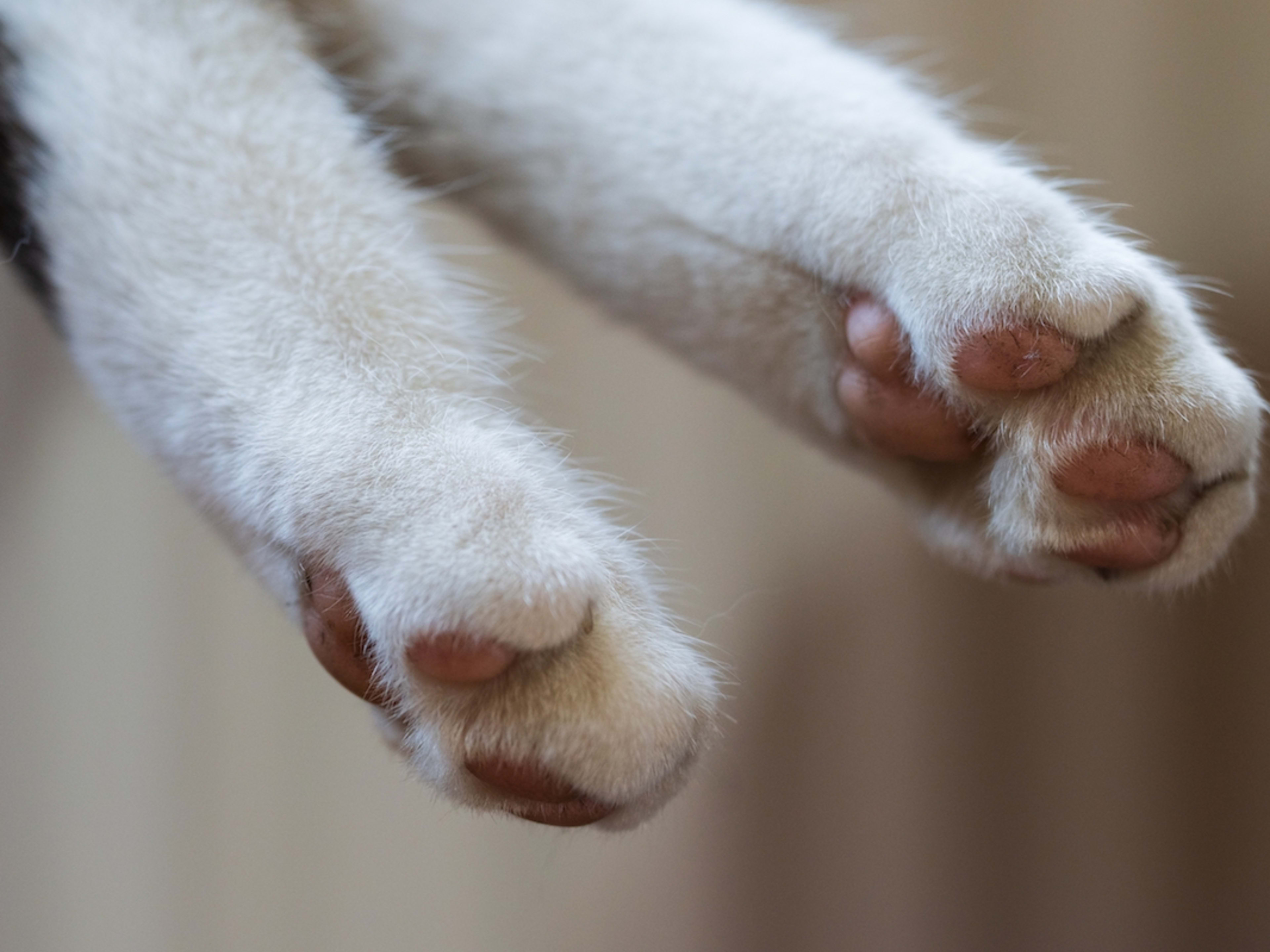 Maine Coon Kitten With Rare 'Perfect Flame' Face Has Everyone in Awe ...