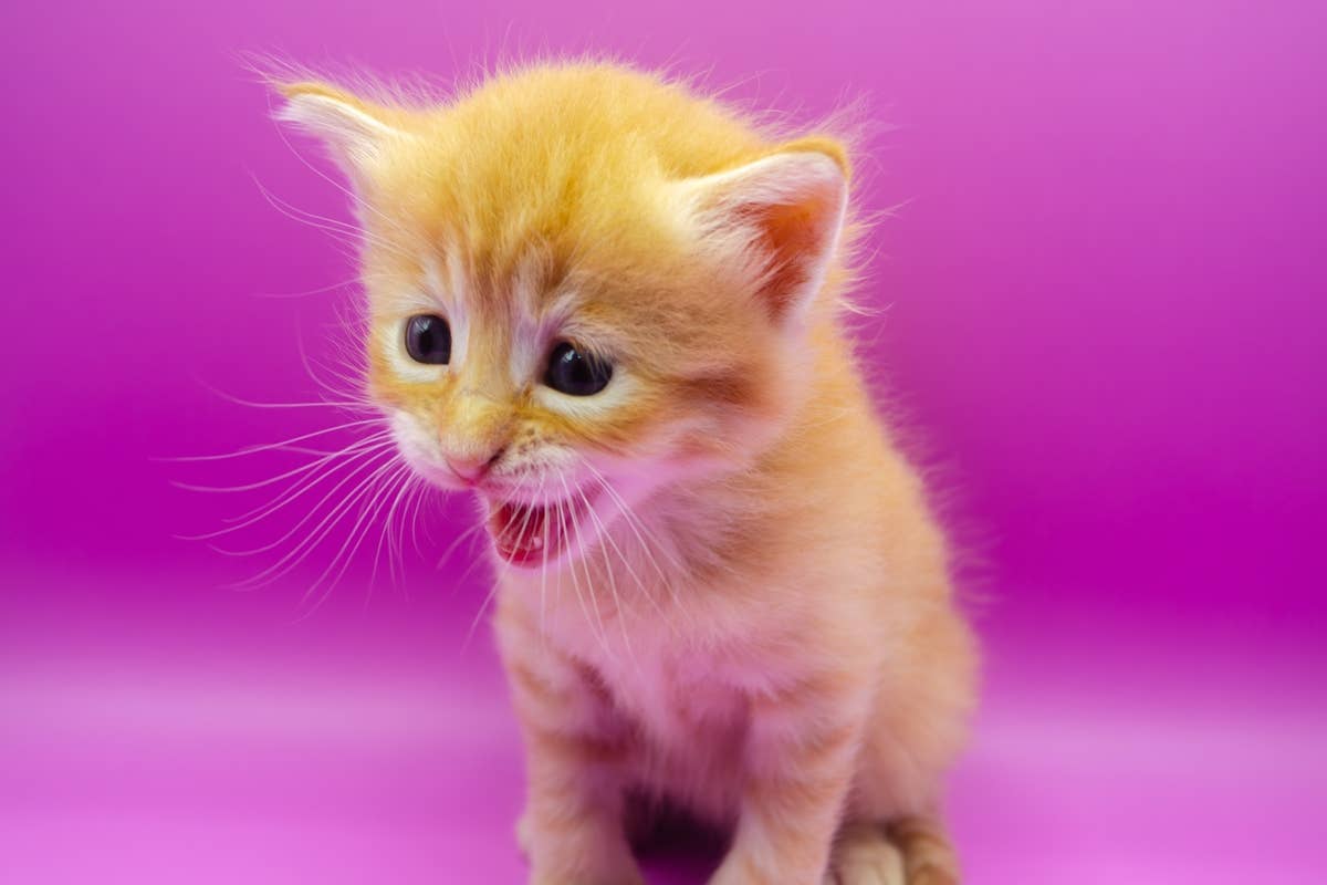 Tiny Orange Kitten Finding His Meow Is the Definition of Adorable ...