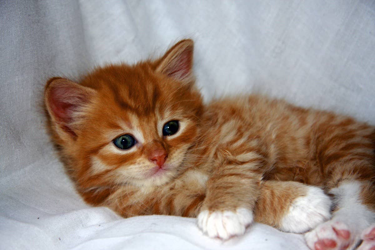 Tiny Orange Kitten's Bliss Turns To Hilarious Rage When Grooming ...
