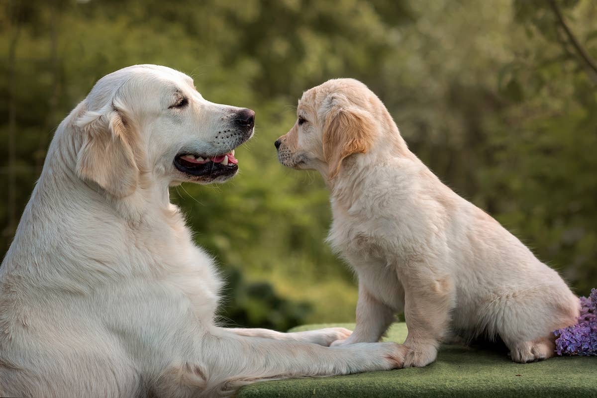 Golden Retriever Makes Kind Gesture Toward New Puppy Sibling - Parade Pets