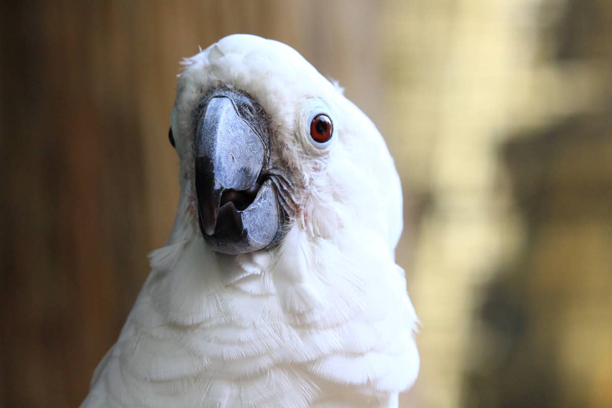 Cockatoo's Human-Like Conversation with Dad Is Too Cute to Resist ...