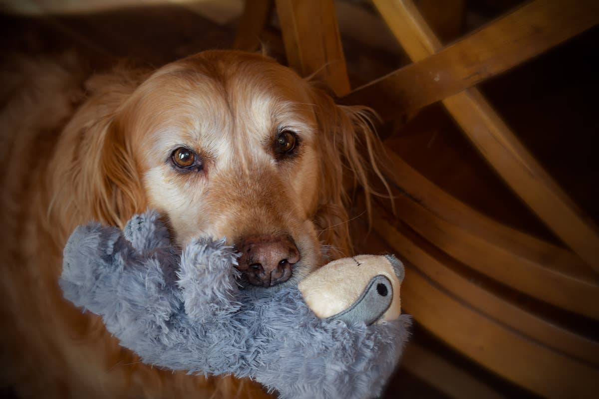 Golden Retriever Og Baby