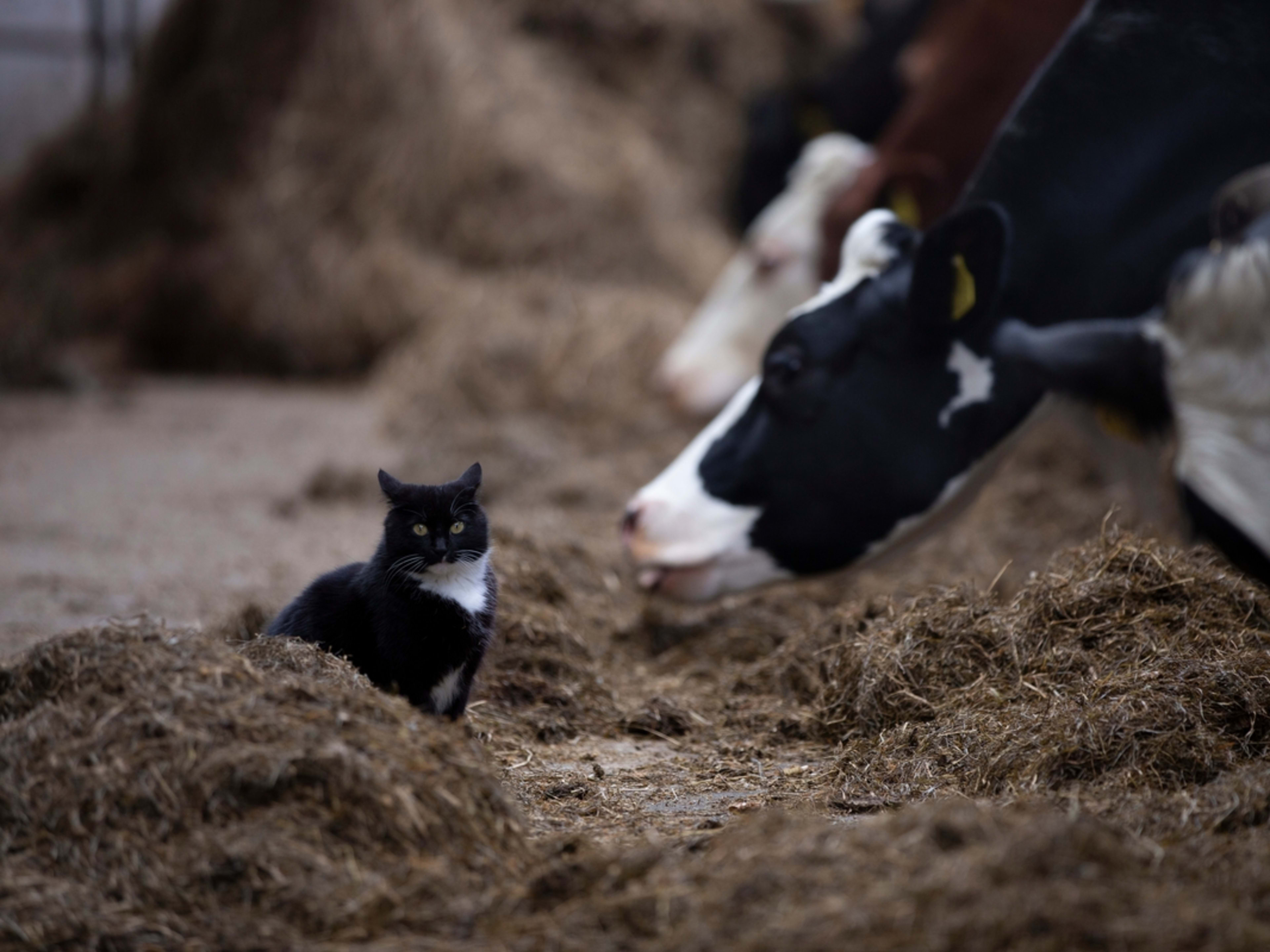 Barnyard Kitten's Sweet Friendship With Fluffy Cow Is Straight out of a ...