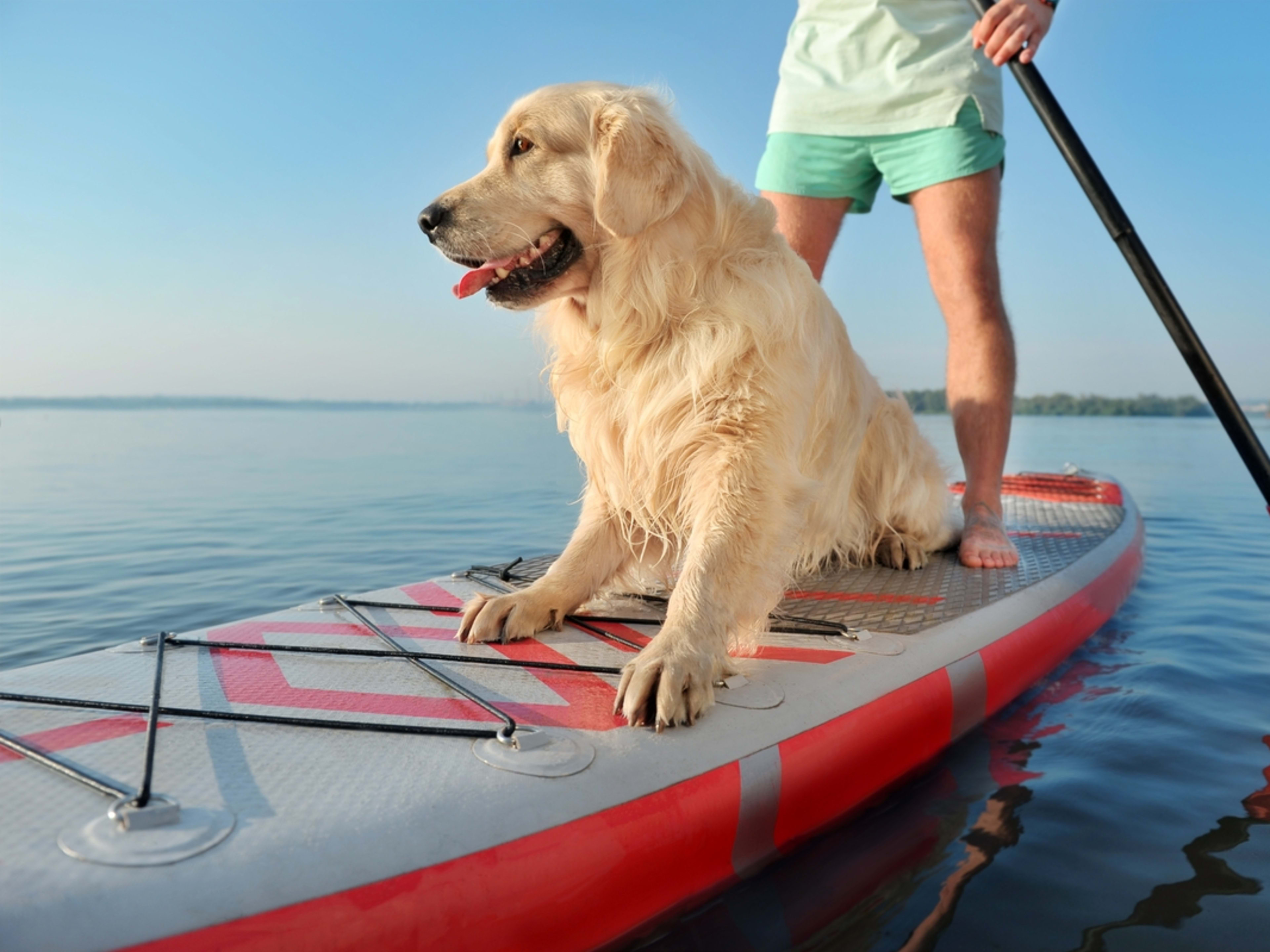 Golden Retrievers’ Paddle Boarding Mayhem With Dad Is Pure Comedy Gold ...