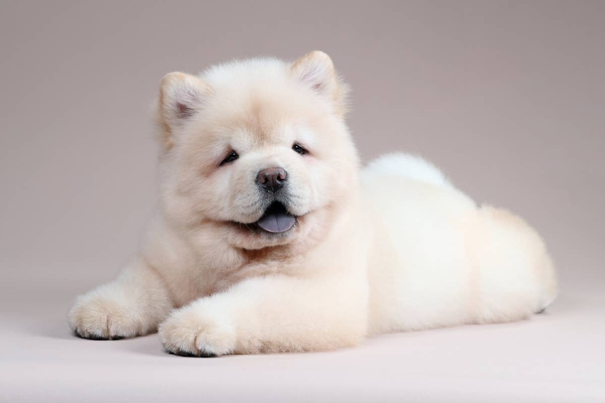 Chow Puppy Wallpaper