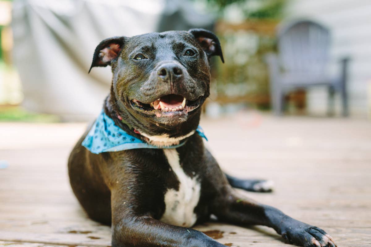 Happy Pit Bull