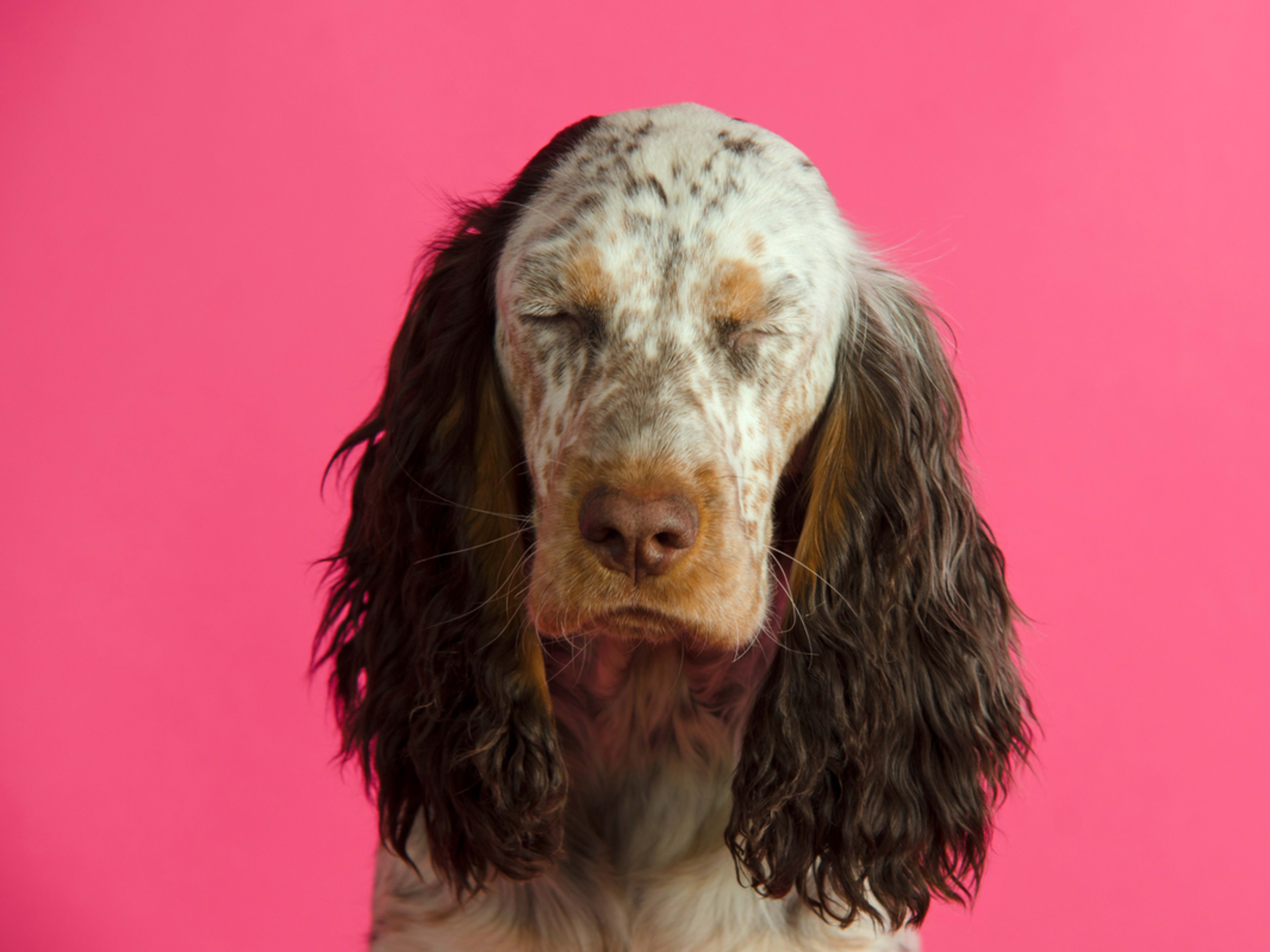 Merle Cocker Spaniel Puppy Has Rare Eye Color Only Seen In 5% of Dogs ...