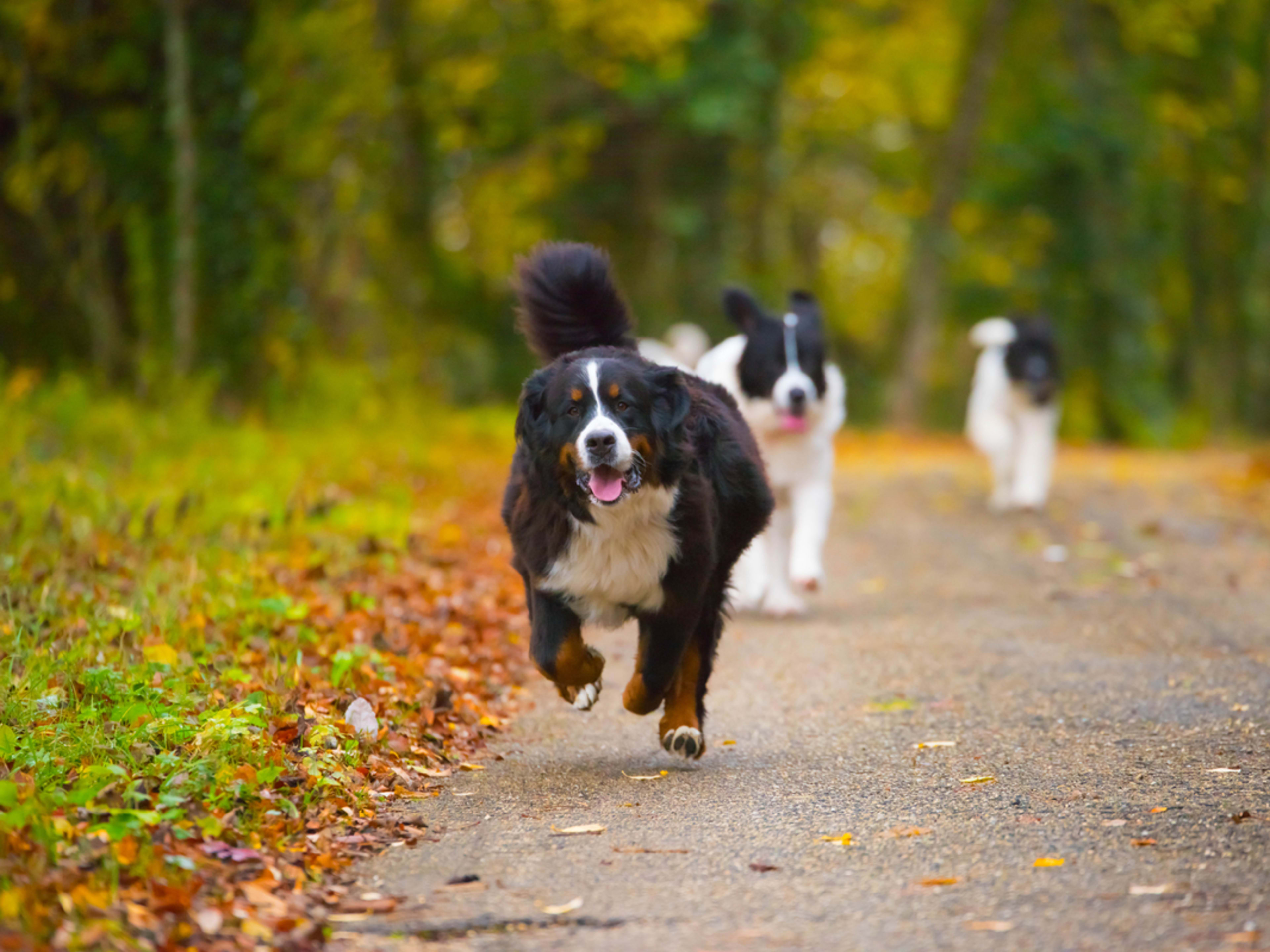 Bernese Mountain Brothers Dart Off Trail and Proudly Return To Mom with ...